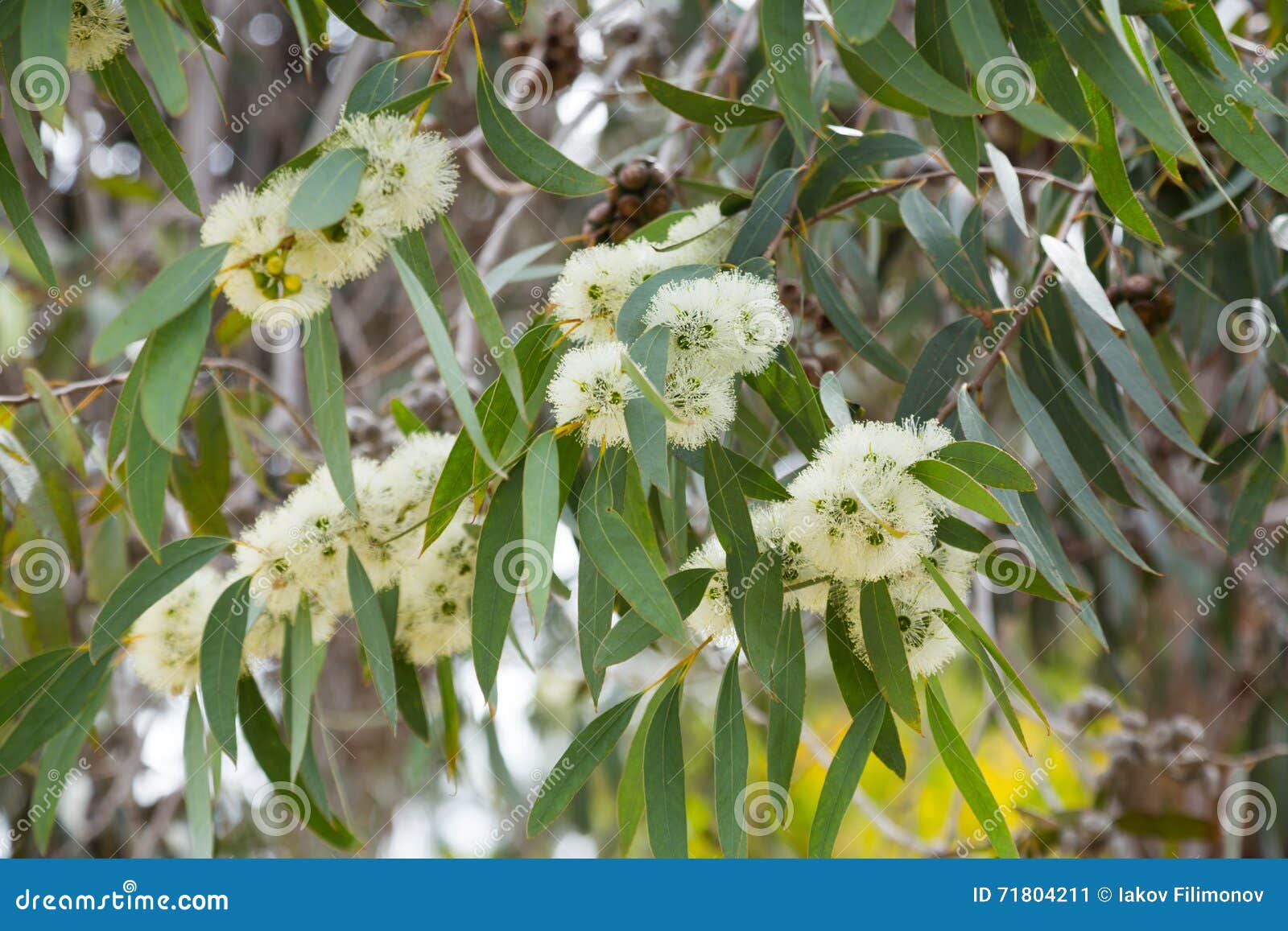 Blossoming Eucalyprus Microcarpa Stock Image - Image of fragrant, fruit ...