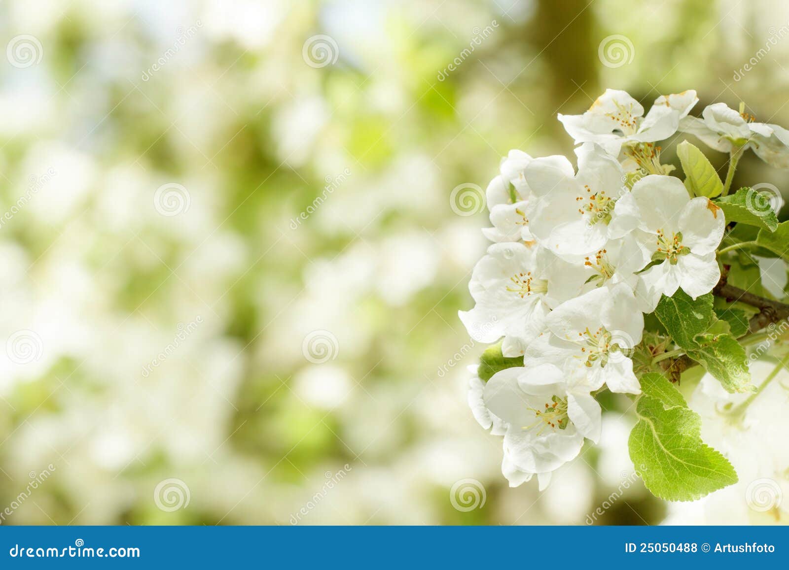 Blossoming Flower in Spring Stock Photo - Image of park, decoration ...