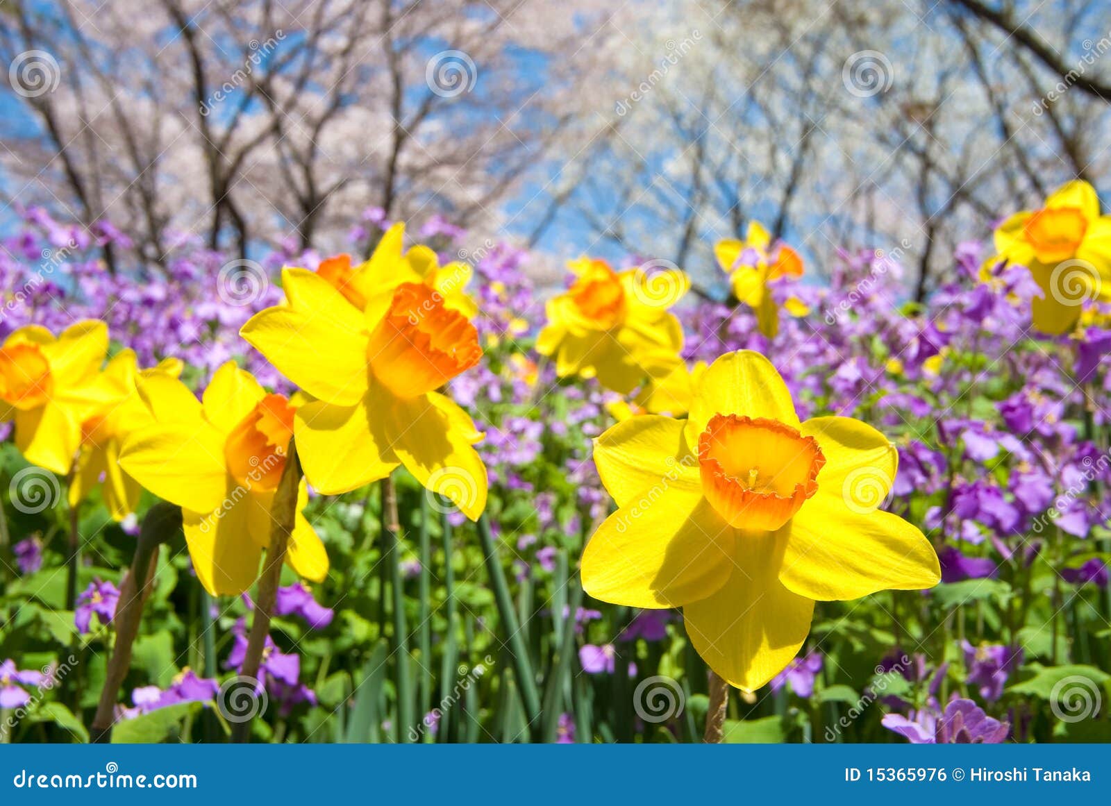 Blossoming flowers stock photo. Image of meadow, flora - 15365976