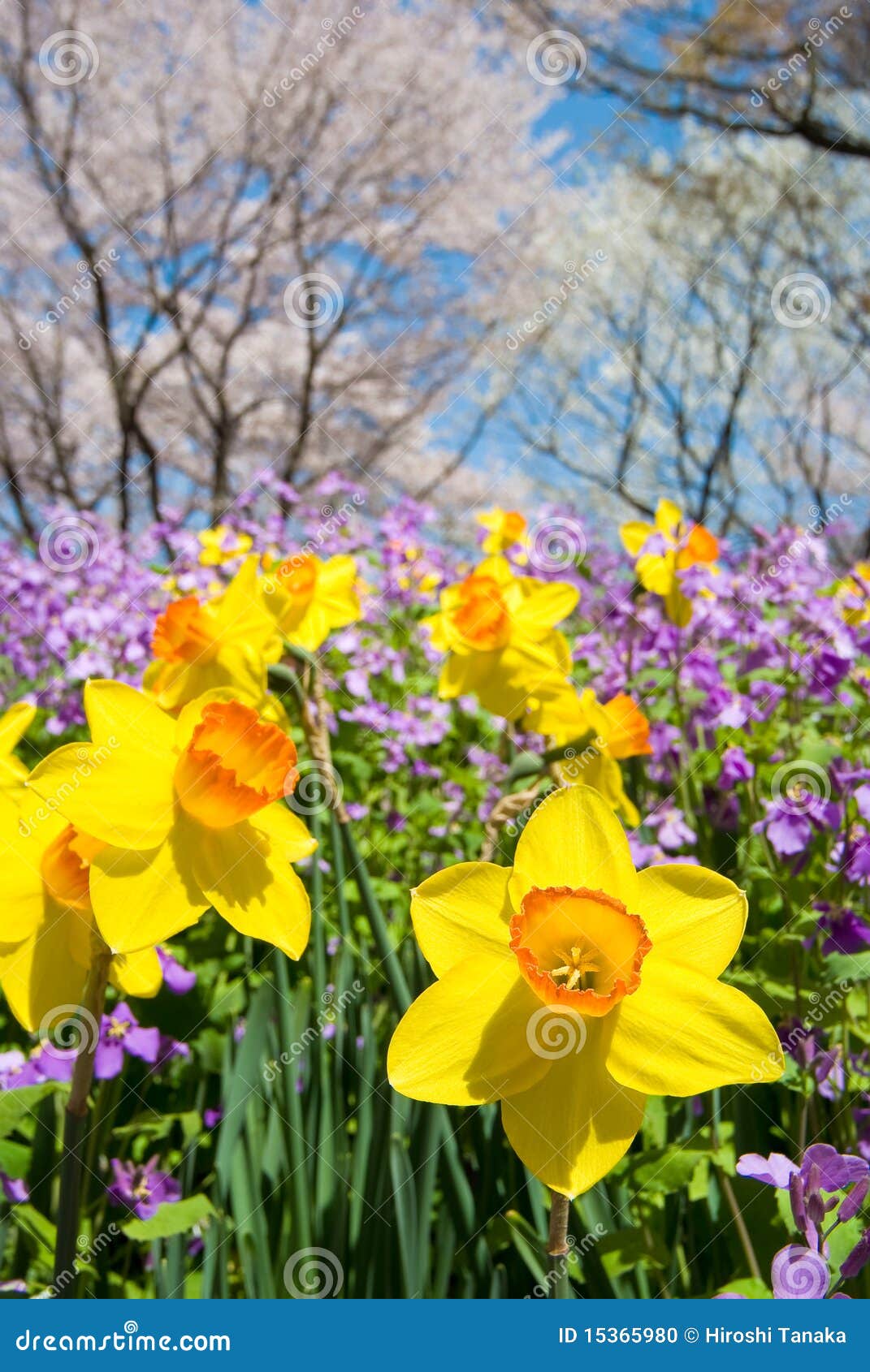 Blossoming flowers stock photo. Image of blossoming, flowerbed - 15365980