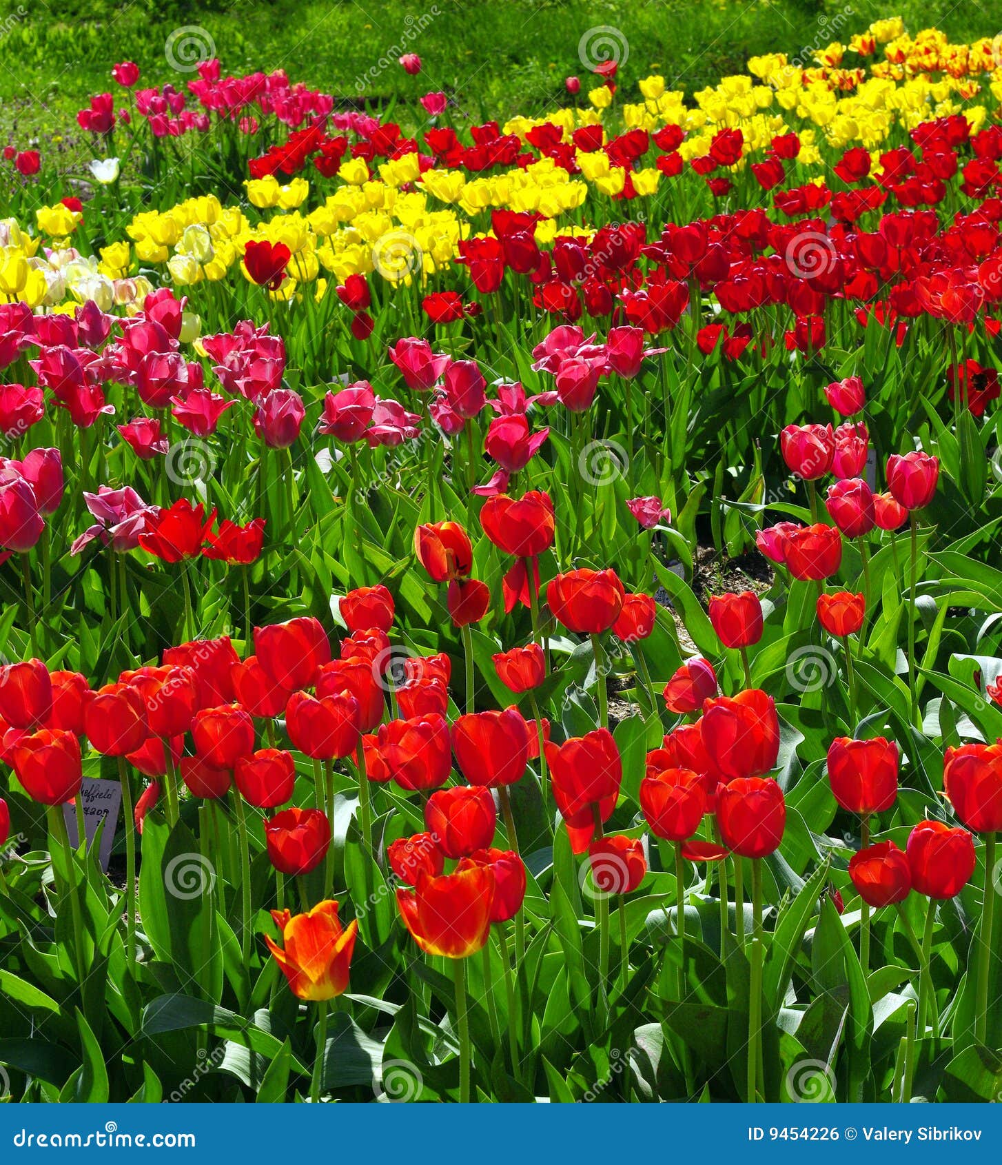 Blossoming flowers stock photo. Image of plant, nature - 9454226