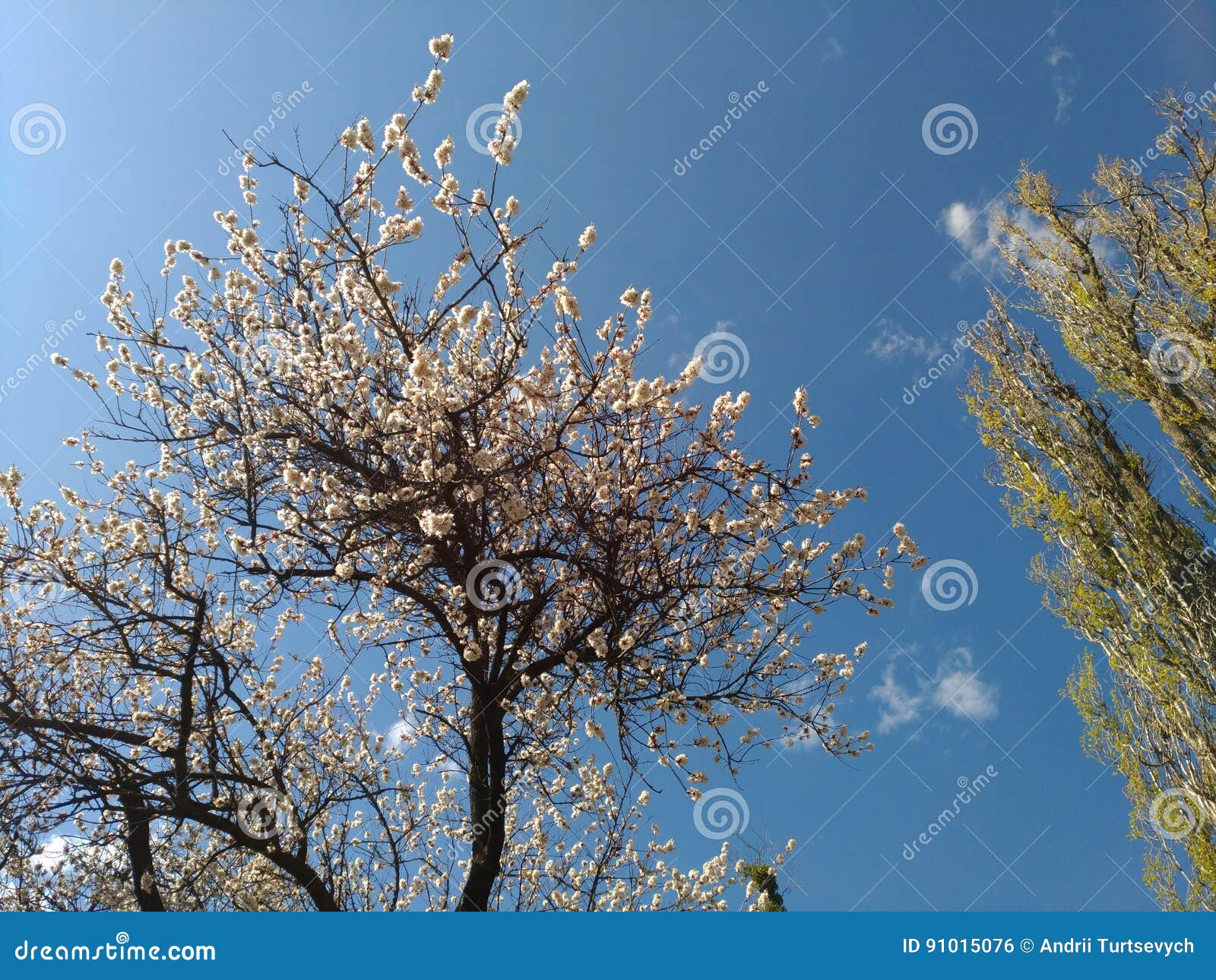 Blossoming Fruit- Tree and Poplar in Spring Against the Blue Sky and ...