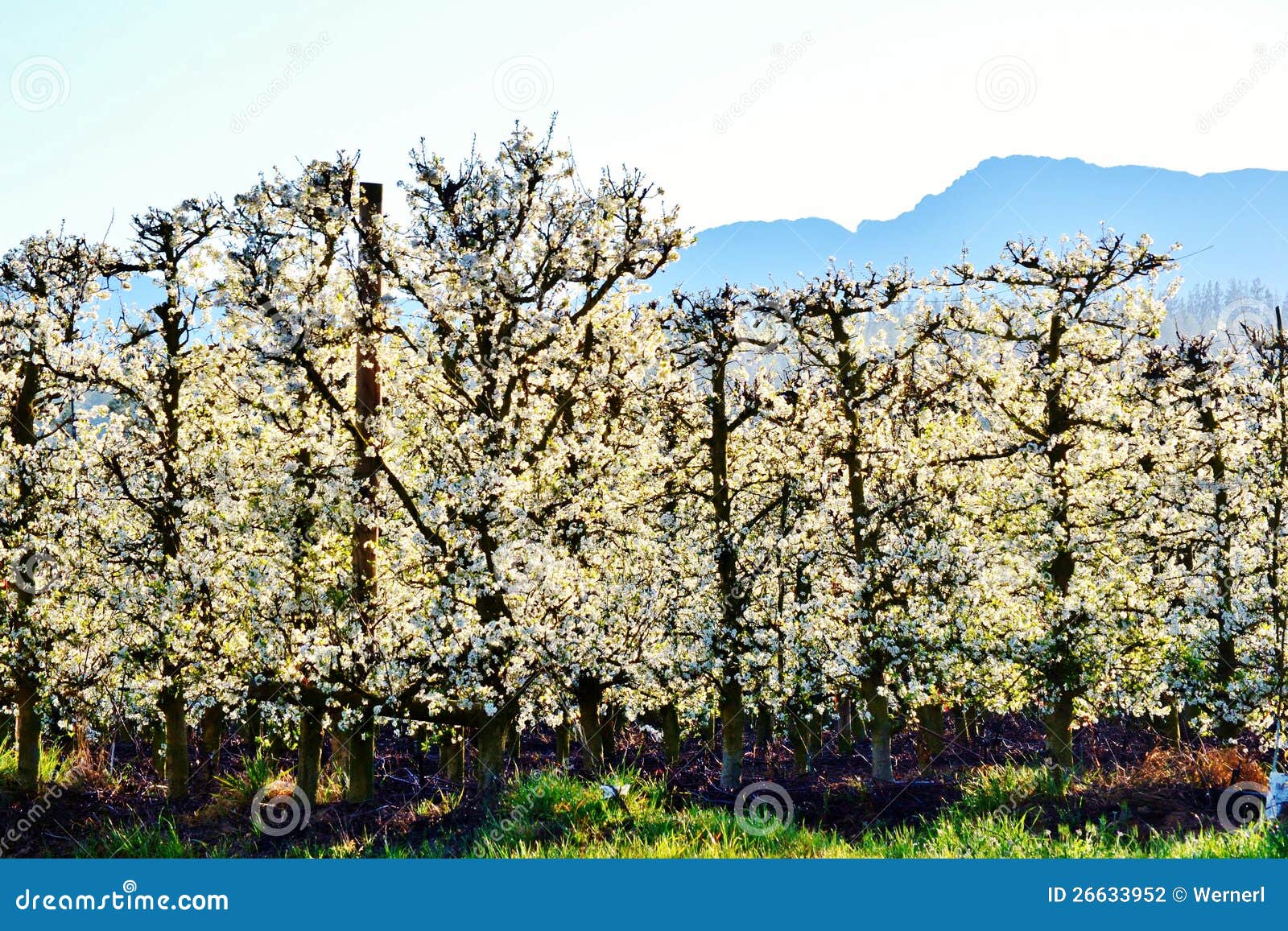 Blossoming fruit trees stock photo. Image of blossoming - 26633952