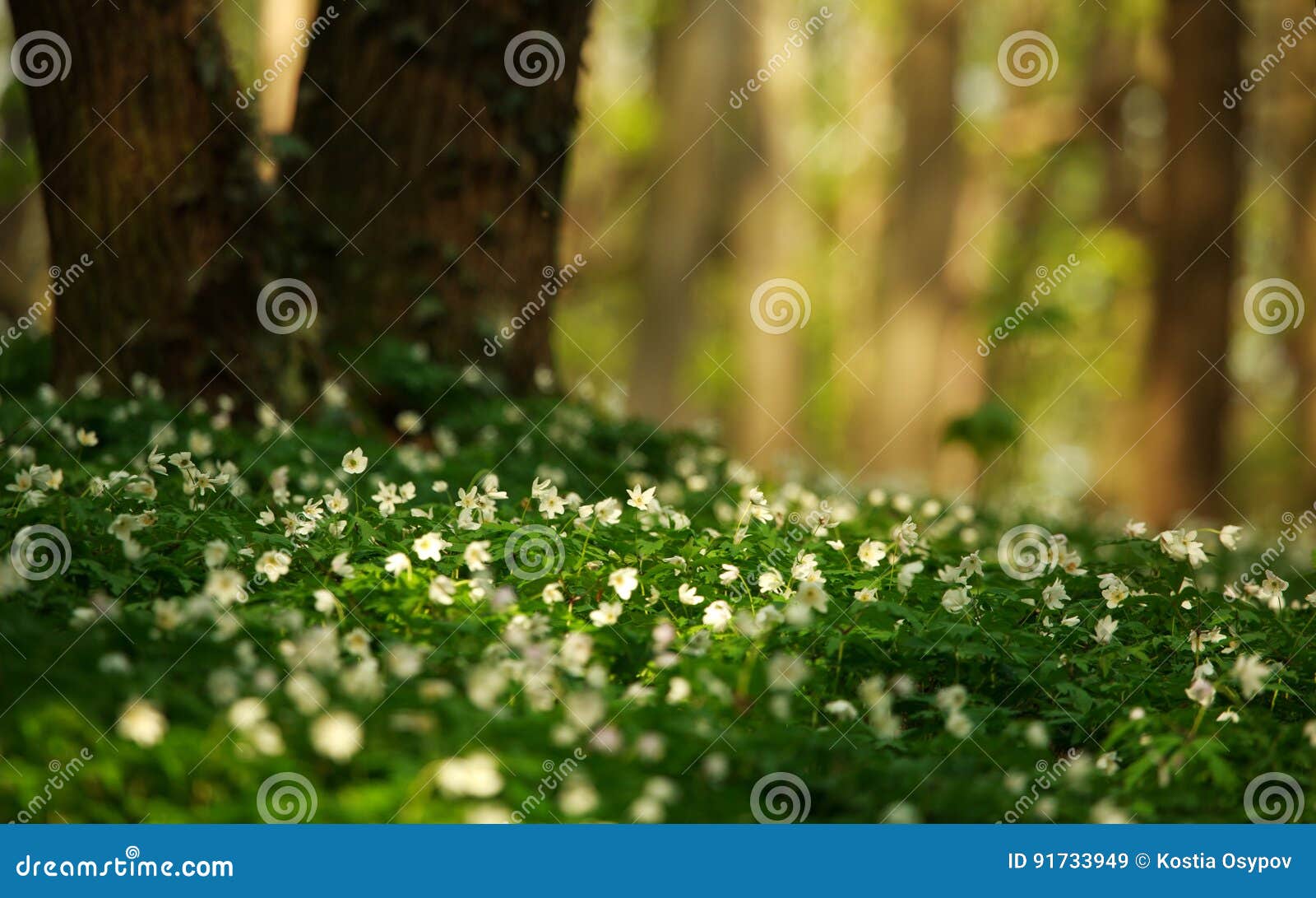 Blossoming Glade Of Flowers In Green Spring Forest In Sunlight Stock