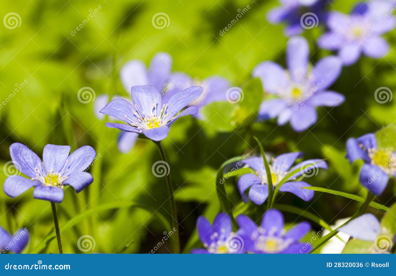 Blossoming glades stock photo. Image of head, glade, field - 28320036