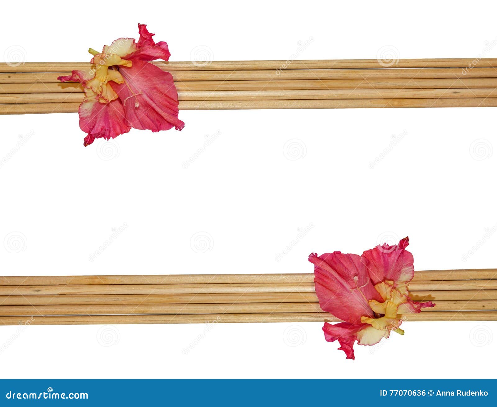 Blossoming Gladiolus Flower on Bamboo Sticks Stock Photo - Image of ...