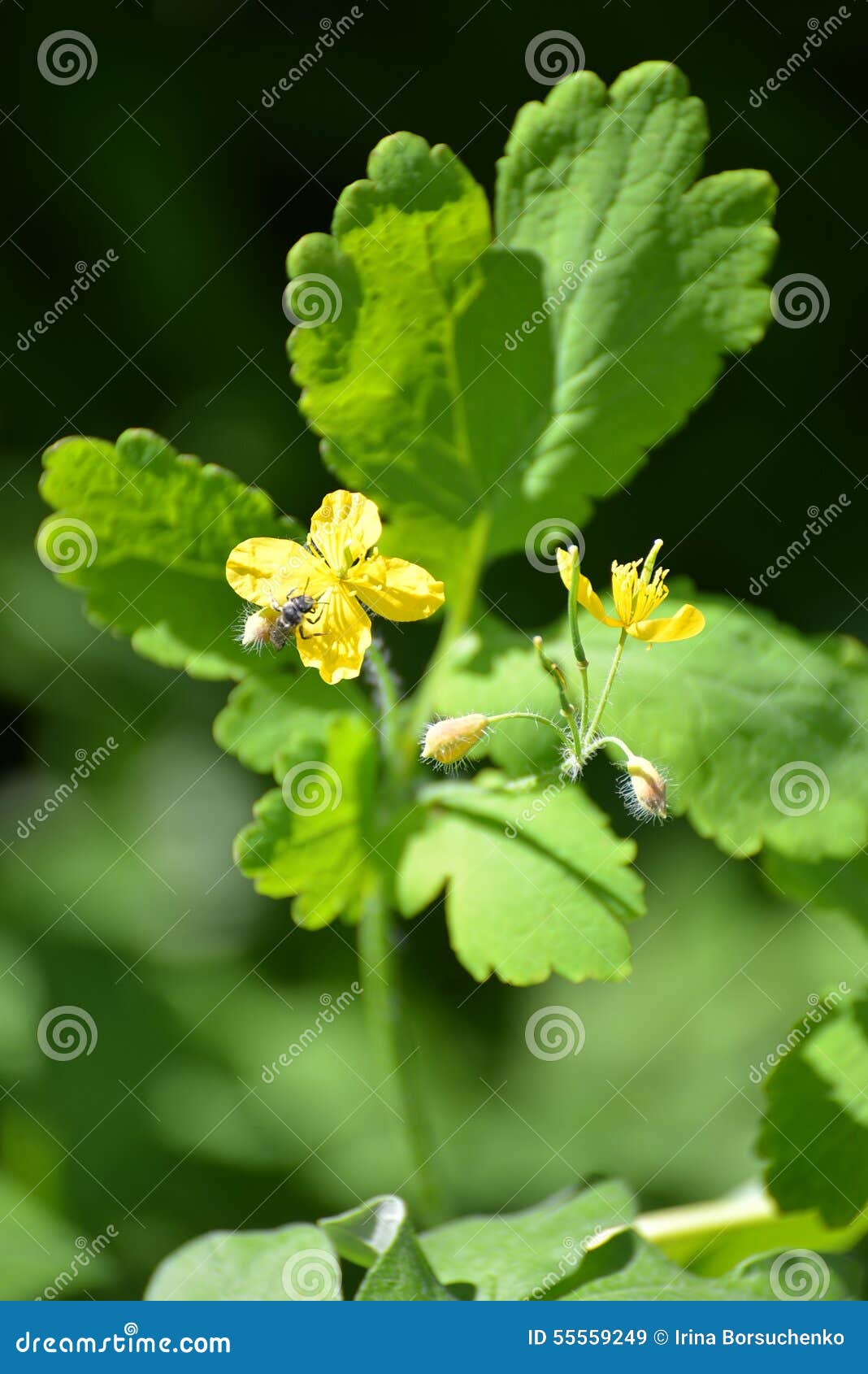 The Blossoming Greater Celandine (Chelidonium Majus L.) Stock Image ...