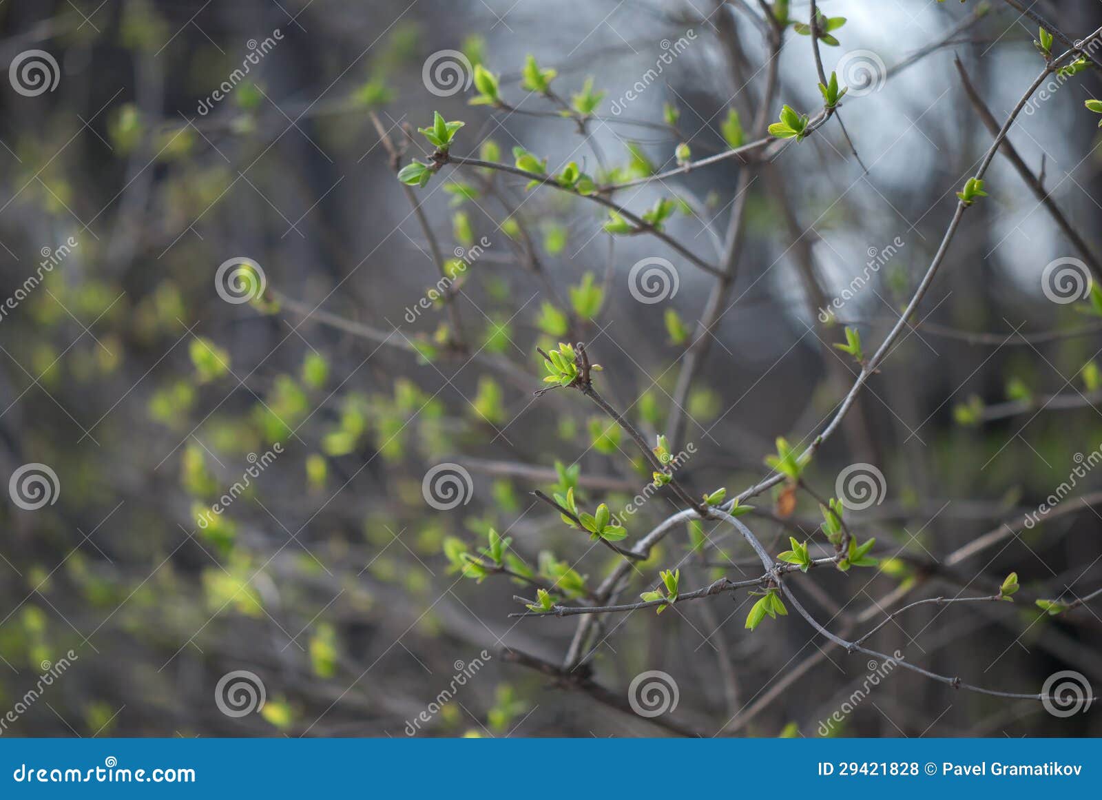 Blossoming Green Spring Leaves Stock Photo - Image of backgrounds ...