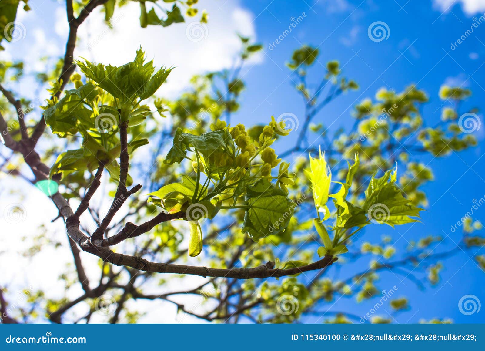 Blossoming green tree stock photo. Image of cerasoides - 115340100