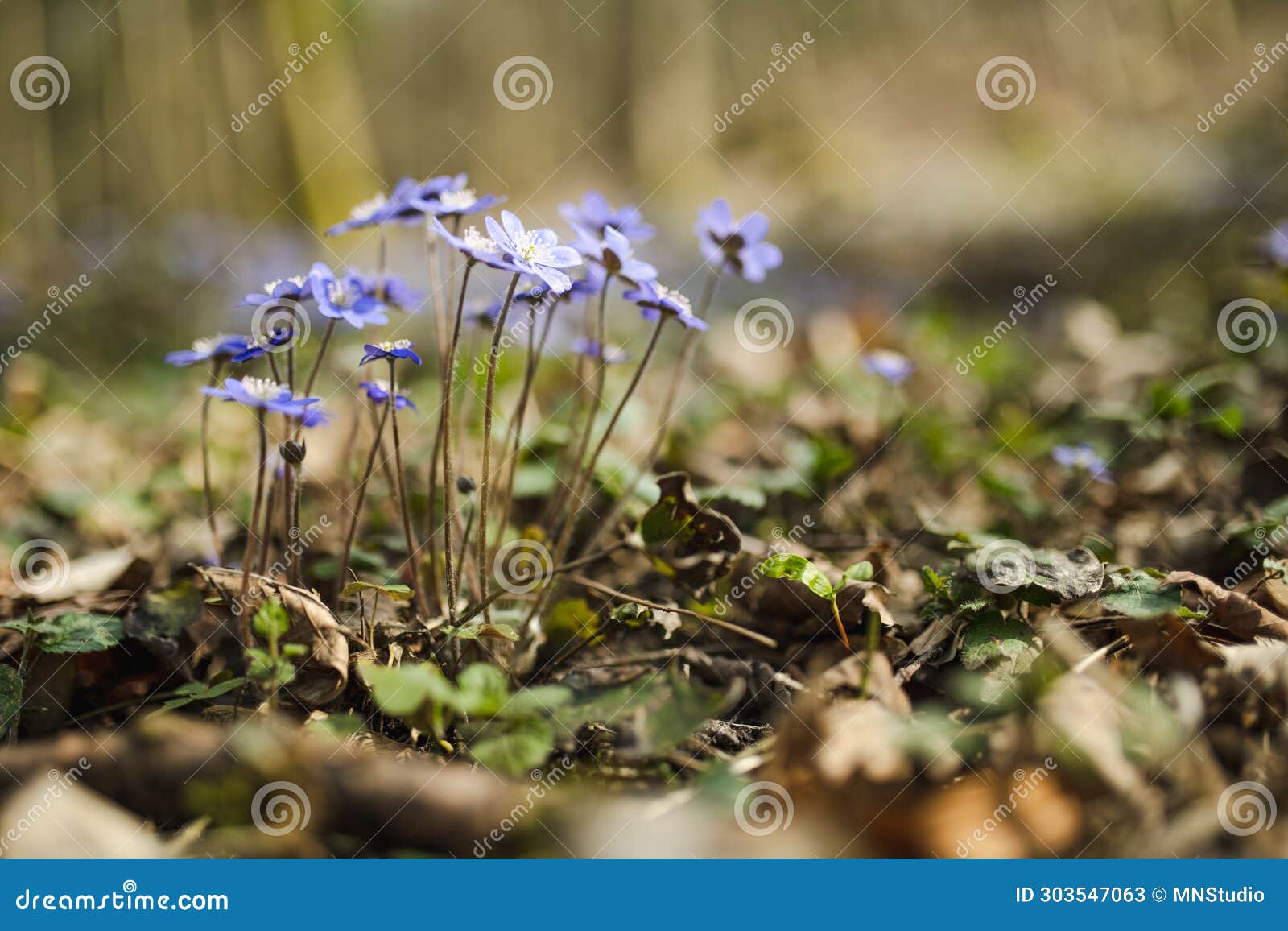 Blossoming Hepatica Flower in Early Spring in Forest Stock Image ...