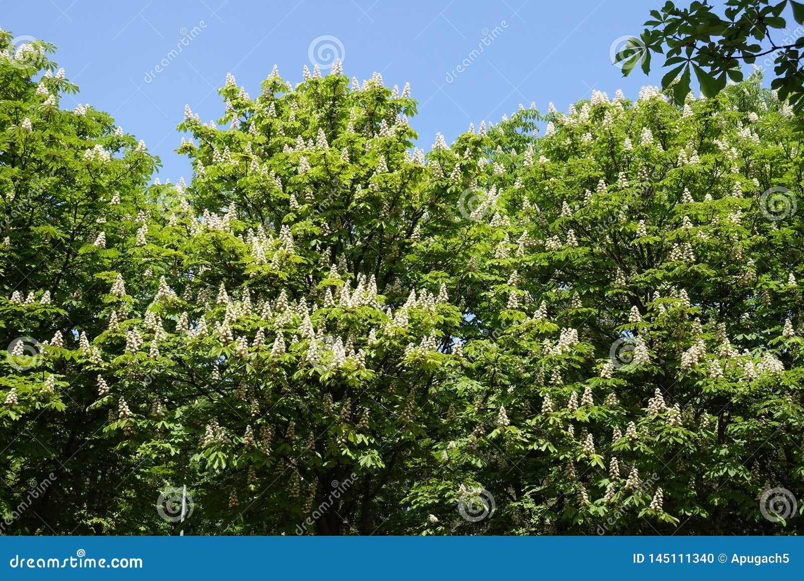 Blossoming Horse Chestnut Trees Against the Sky in Spring Stock Photo ...