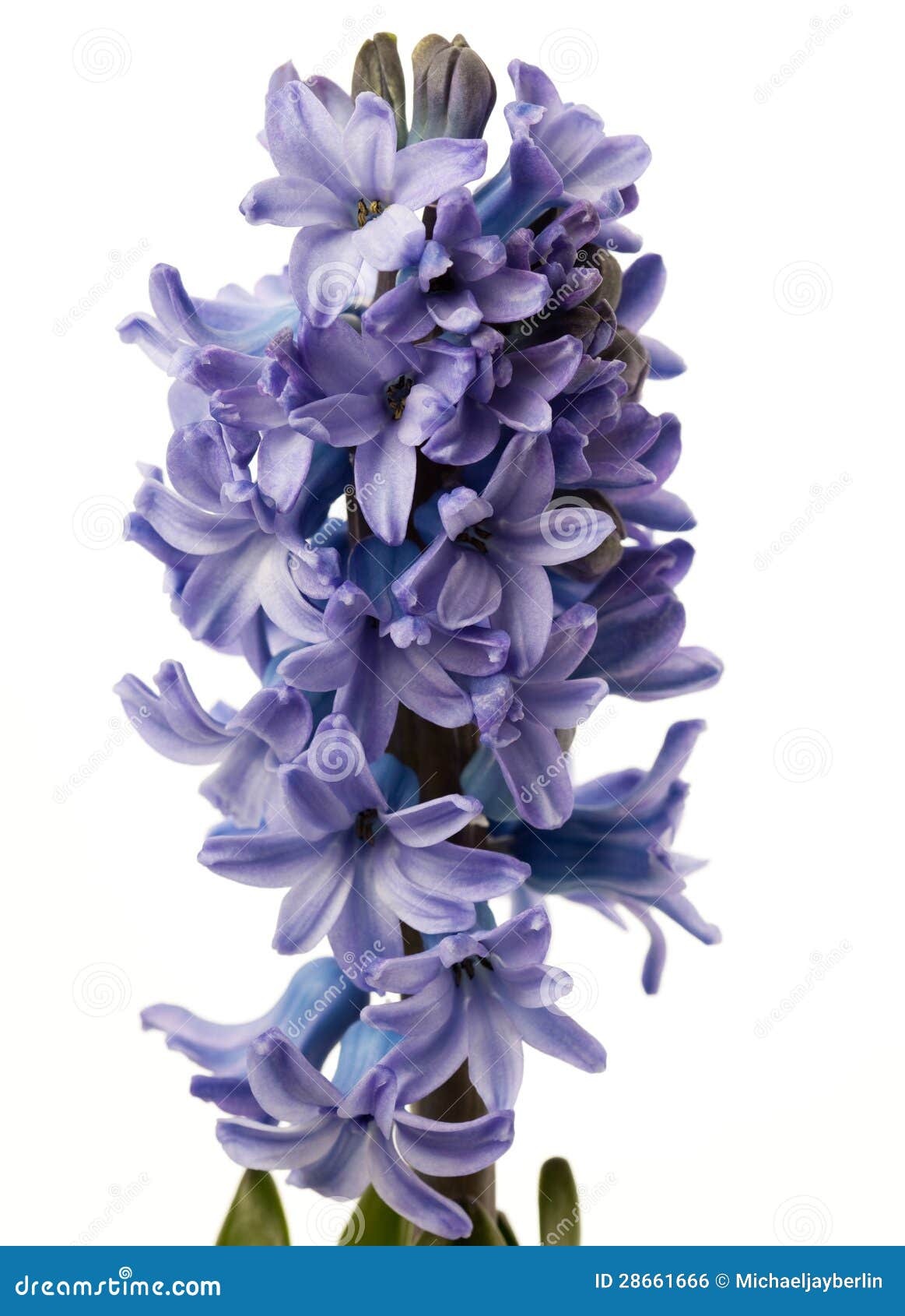 Blossoming Hyacint Flower Isolated on White Stock Photo - Image of ...