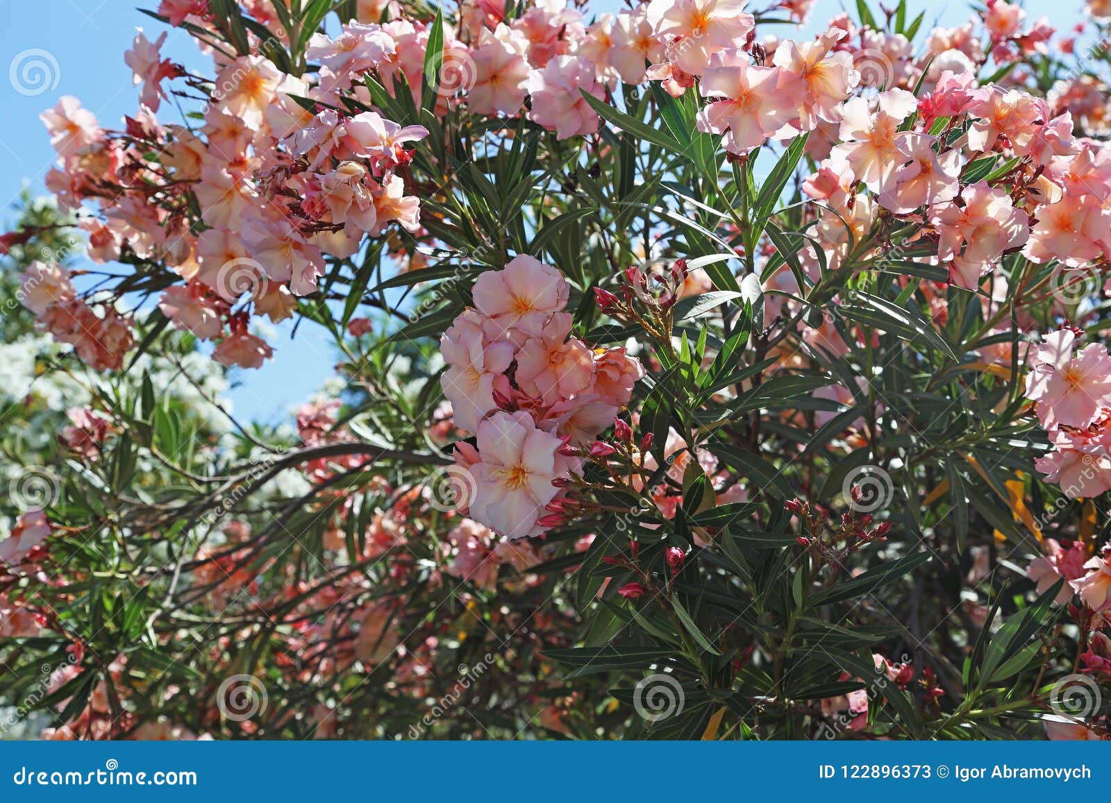 Flowering bush of oleander stock image. Image of floral - 122896373