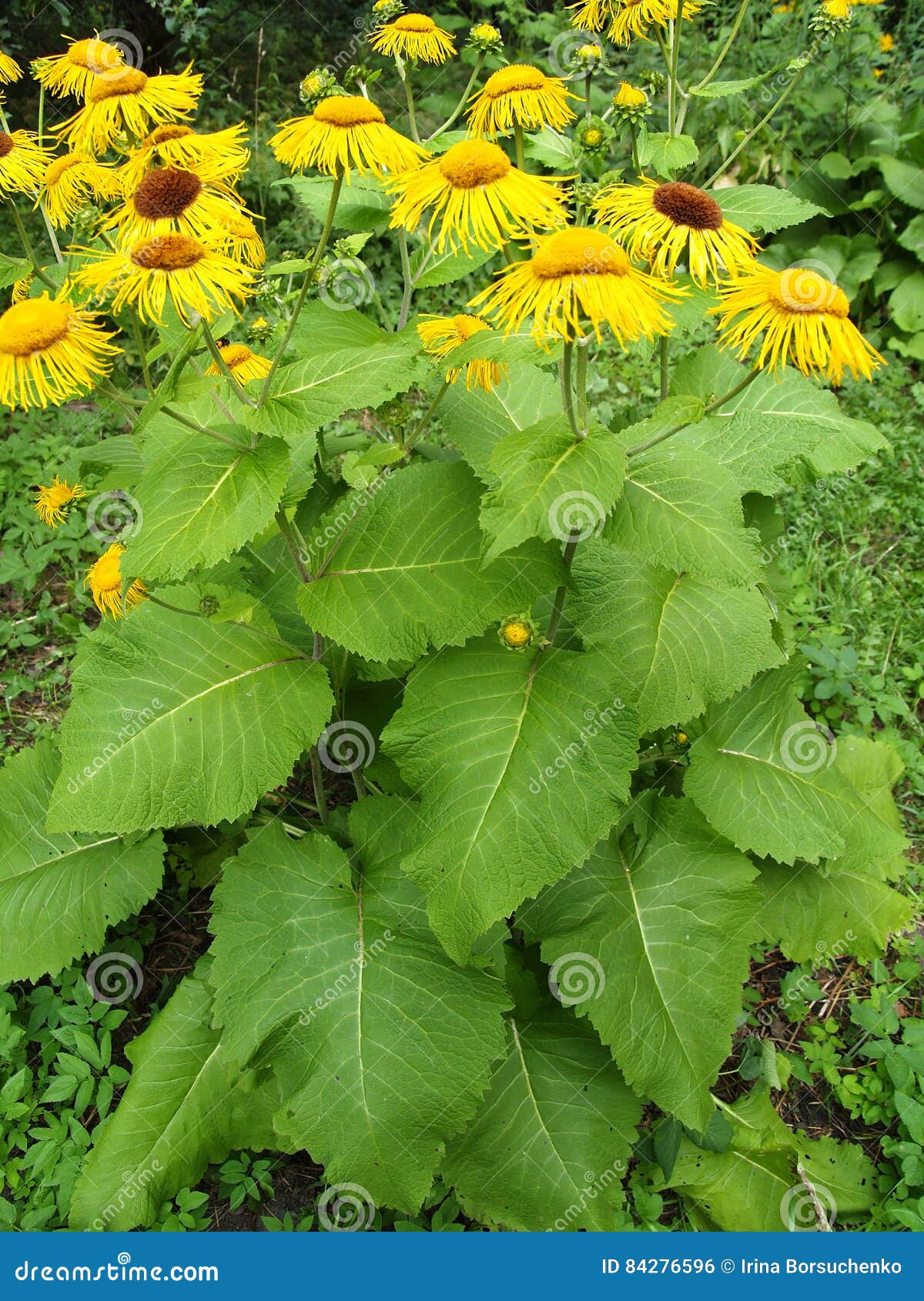 Blossoming Inula High Inula Helenium L. Stock Photo - Image of high ...