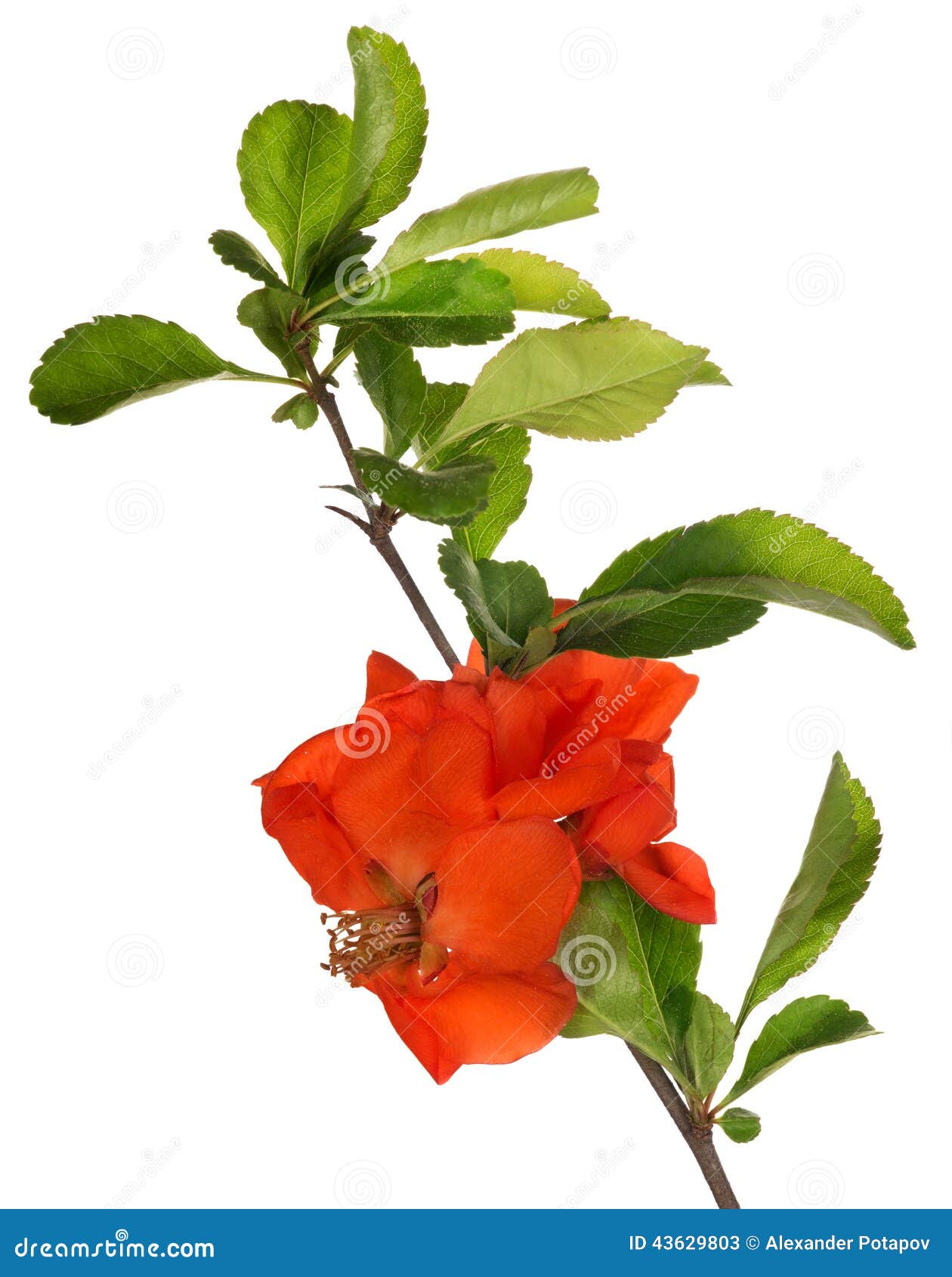 Blossoming Isolated Pomegranate Branch Stock Image - Image of leaf ...