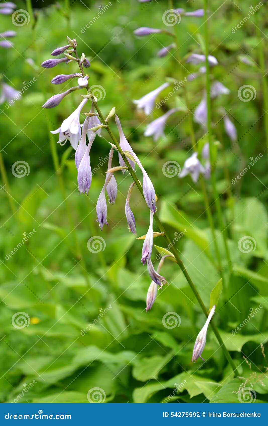 Khosta Funkiya Wavy (Hosta Undulata (Otto Et Dietr. (Bailey)), A Grade ...