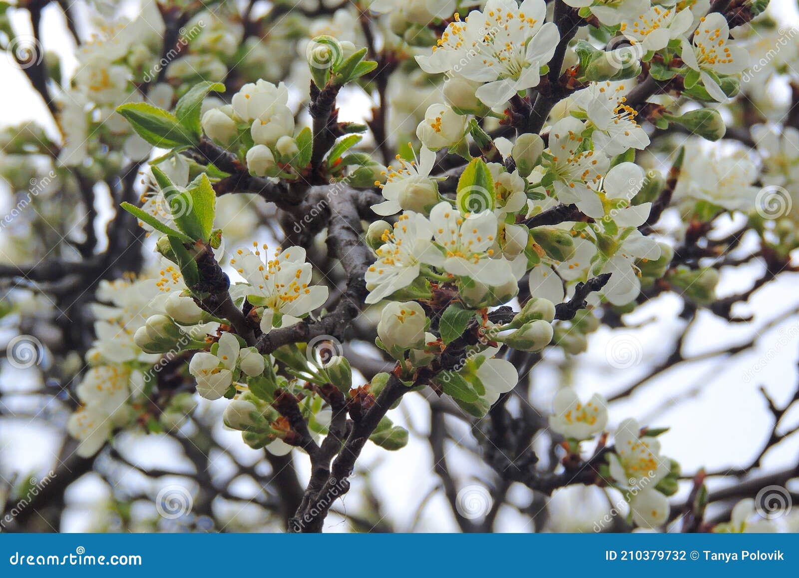Blossoming Large Cherry Trees Stock Photo - Image of lawn, japan: 210379732