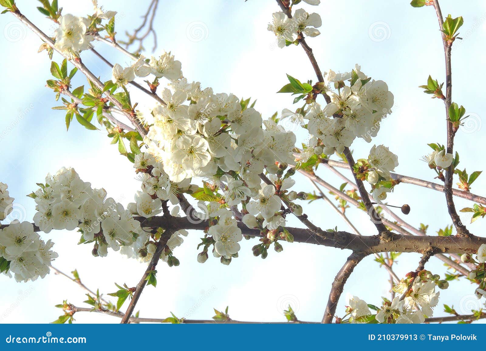 Blossoming Large Cherry Trees Stock Image - Image of nature, floral ...