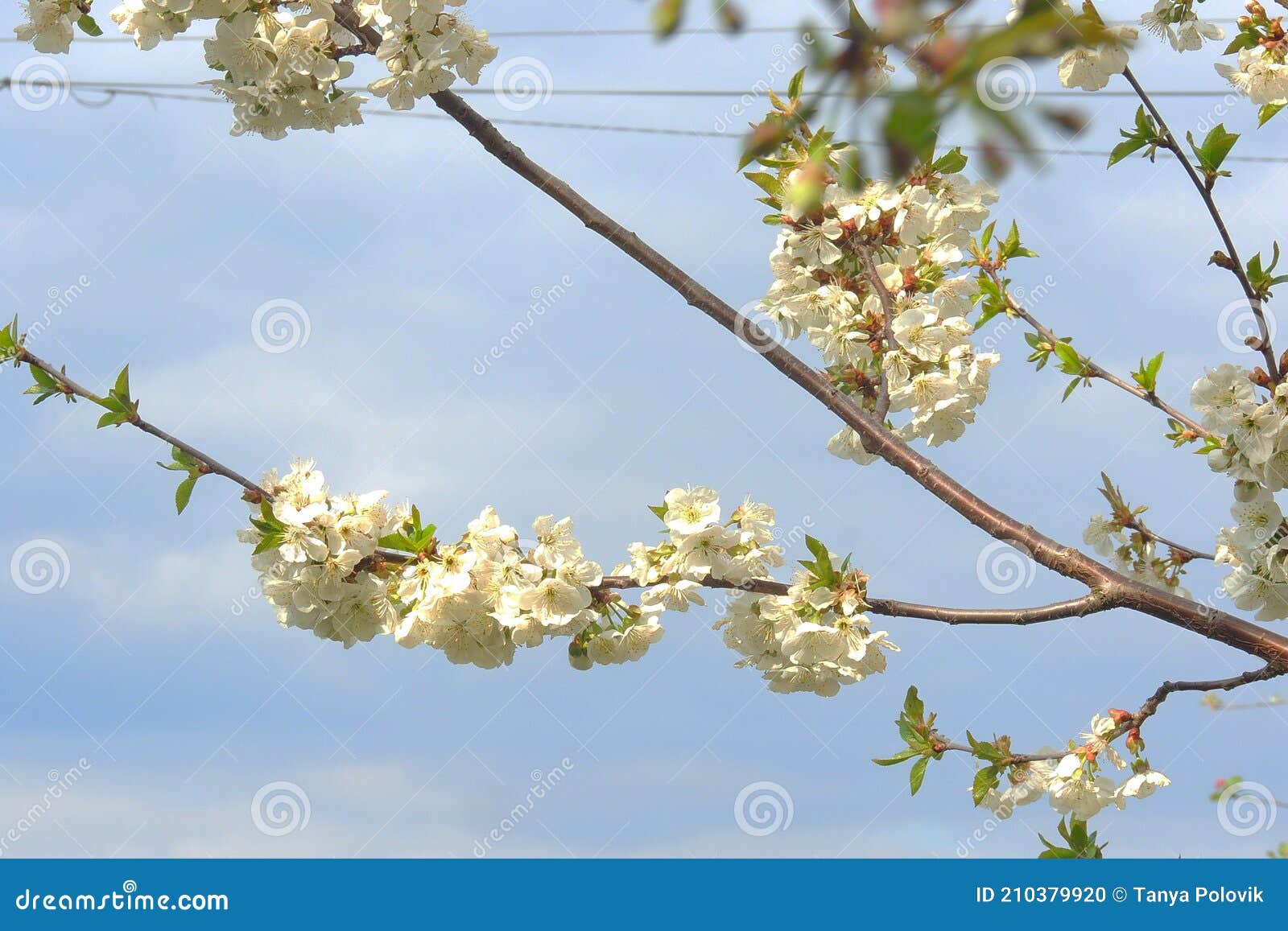 Blossoming Large Cherry Trees Stock Photo - Image of landscape, nature ...