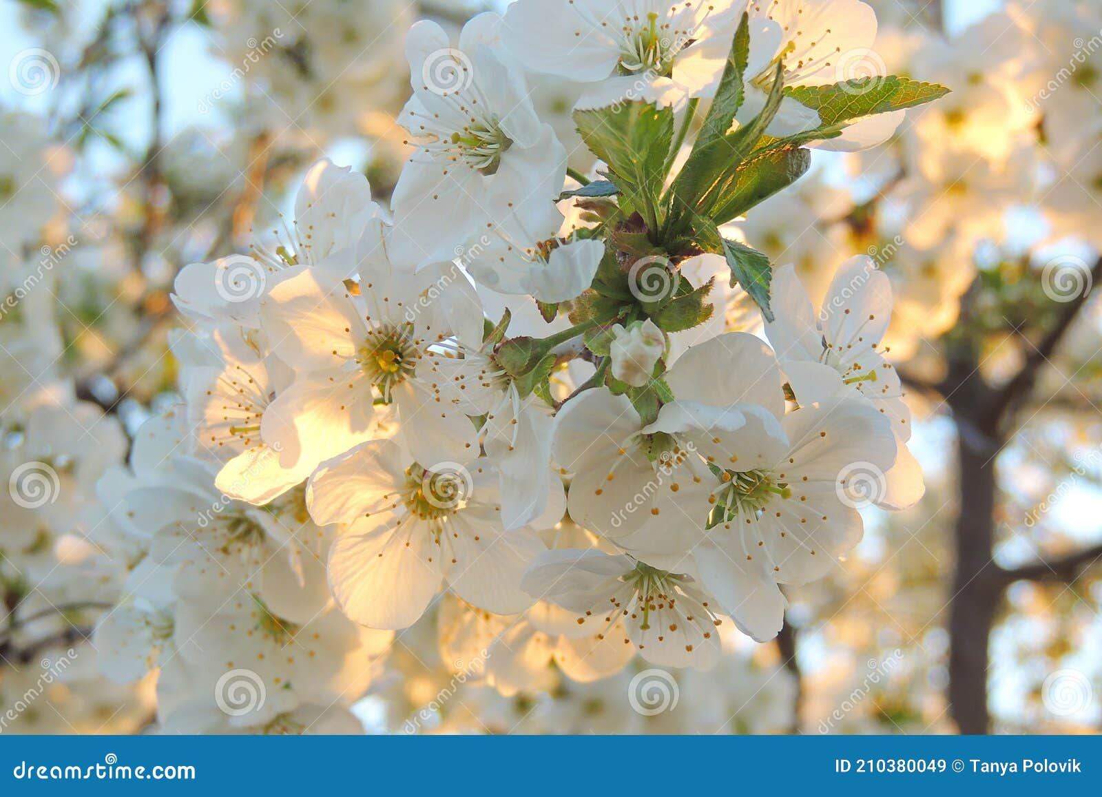 Blossoming Large Cherry Trees Stock Image - Image of close, floral ...