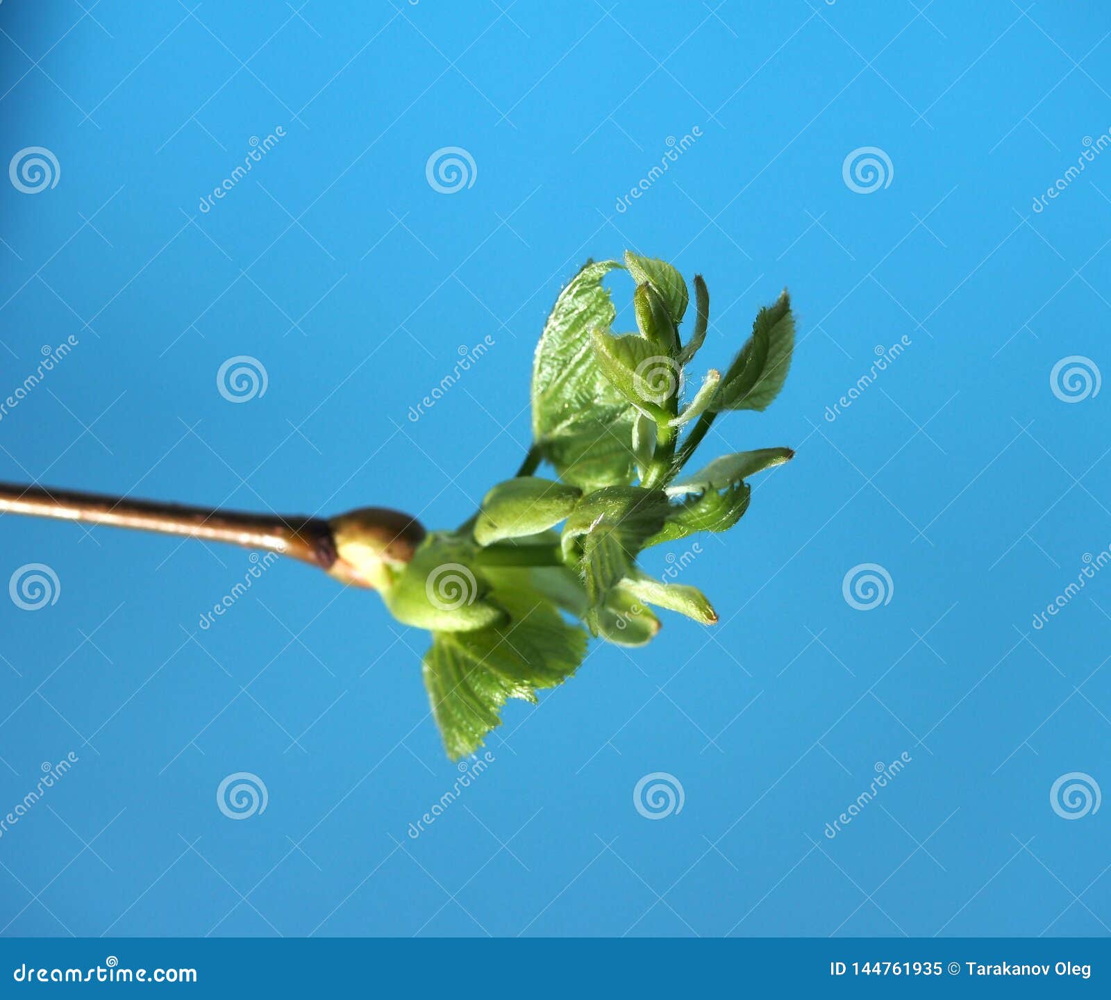 Salix Stem, Salix Integra, In The Garden In June. Salix Integra Is A ...