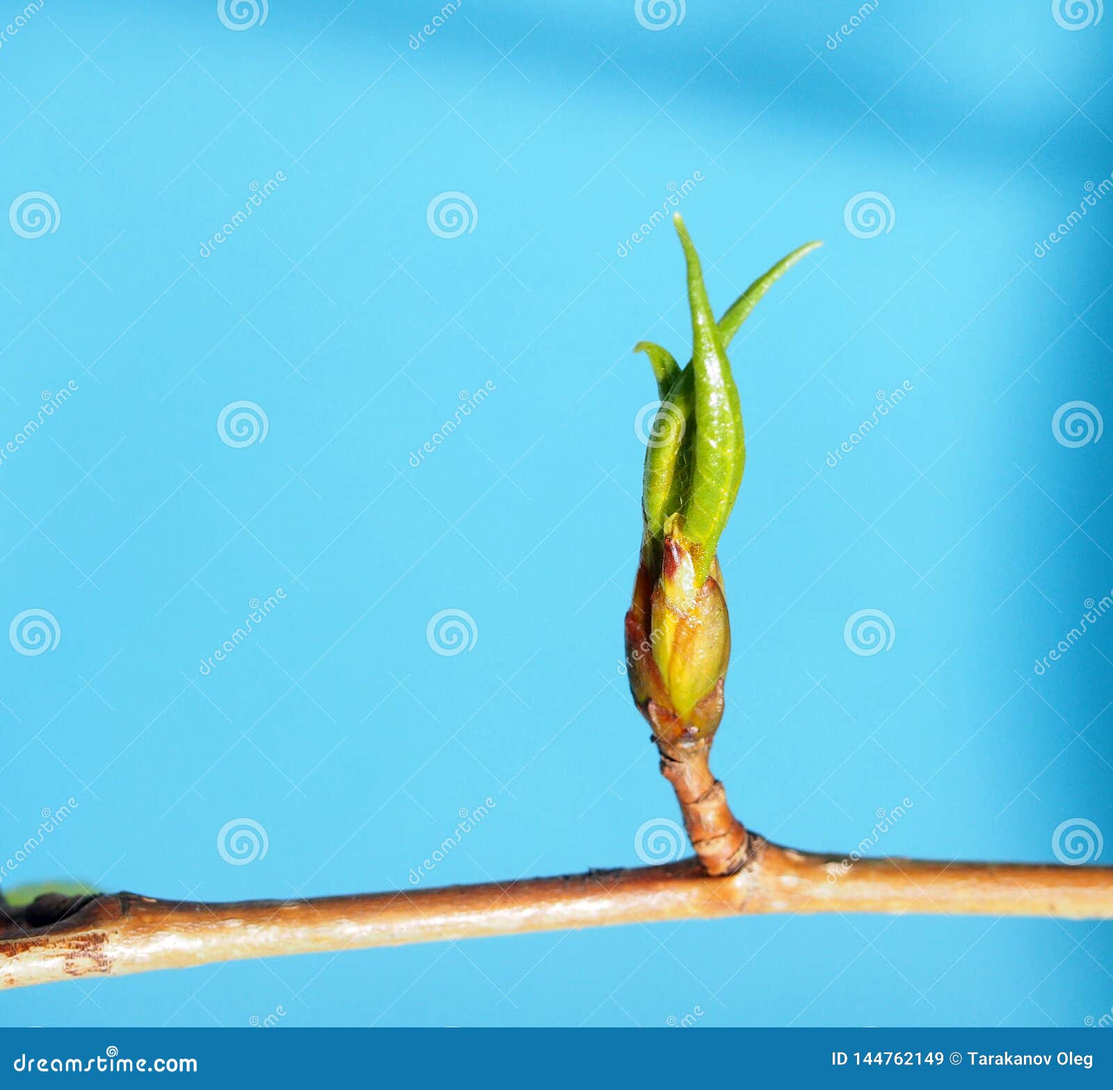Salix Stem, Salix Integra, In The Garden In June. Salix Integra Is A ...