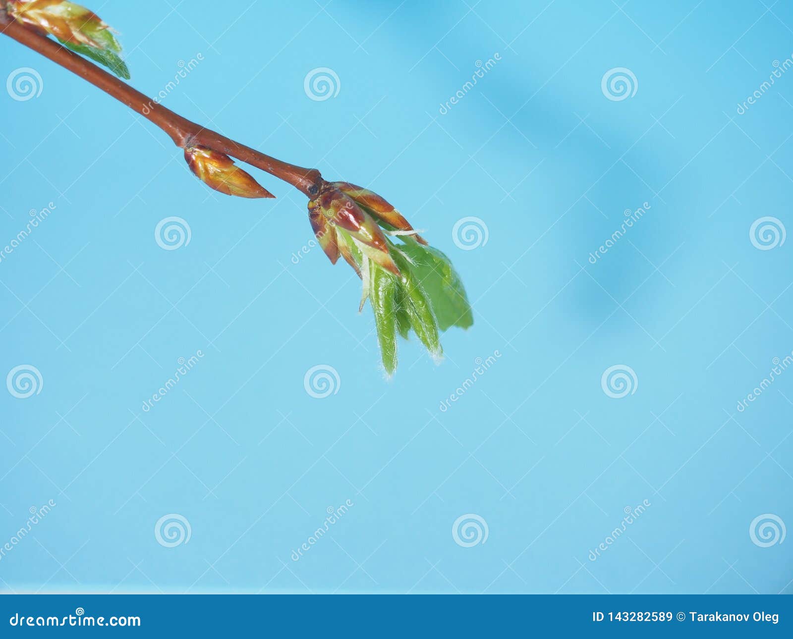 Blossoming Leaves of a Tree. it& X27;s Spring Stock Image - Image of ...