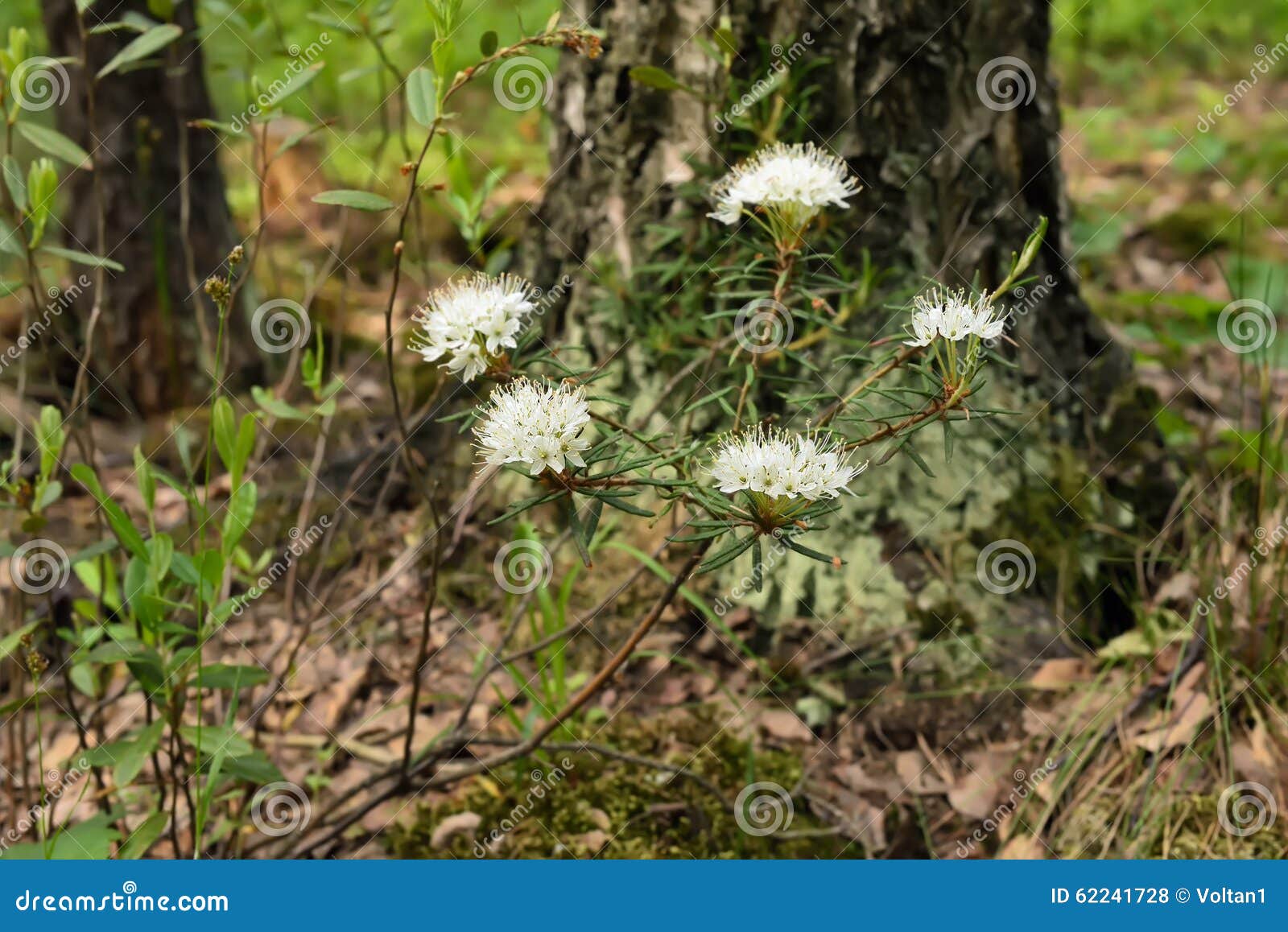 Blossoming Ledum Palustre Plant Stock Photo - Image of white, flower ...