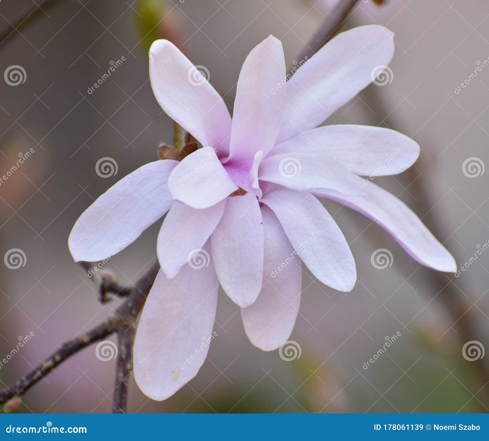 Blossoming Light Pink Magnolia Flower Closeup Stock Image - Image of ...
