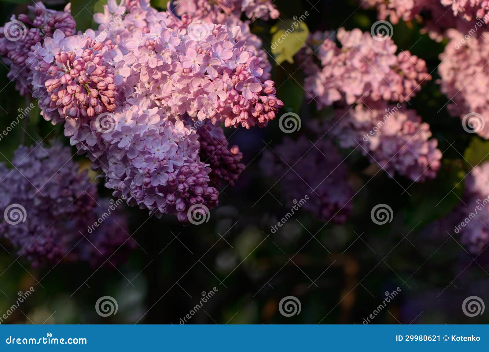 Lilacs in the sun stock image. Image of natural, flora - 29980621