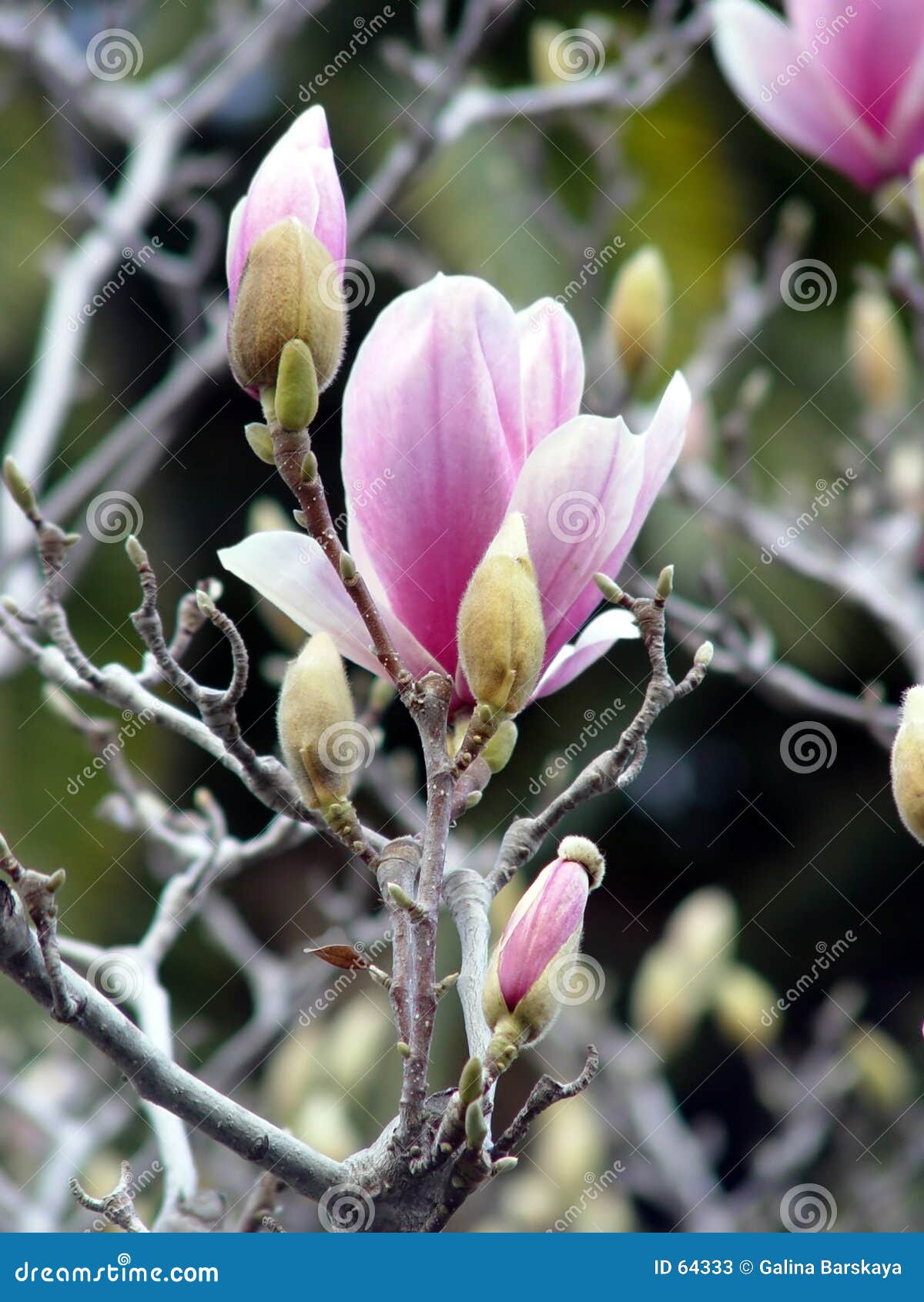 Blossoming Magnolia stock image. Image of beginning, plants - 64333