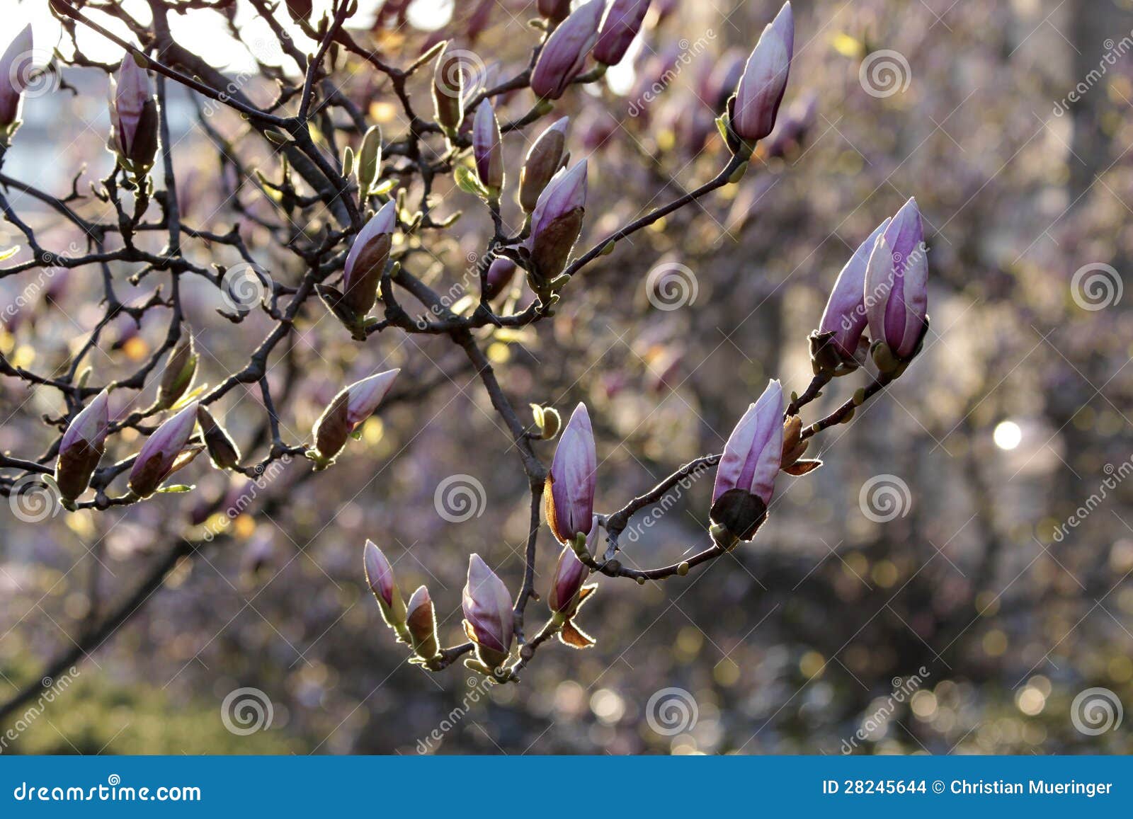 Blossoming magnolia tree stock photo. Image of magnoliaceae - 28245644