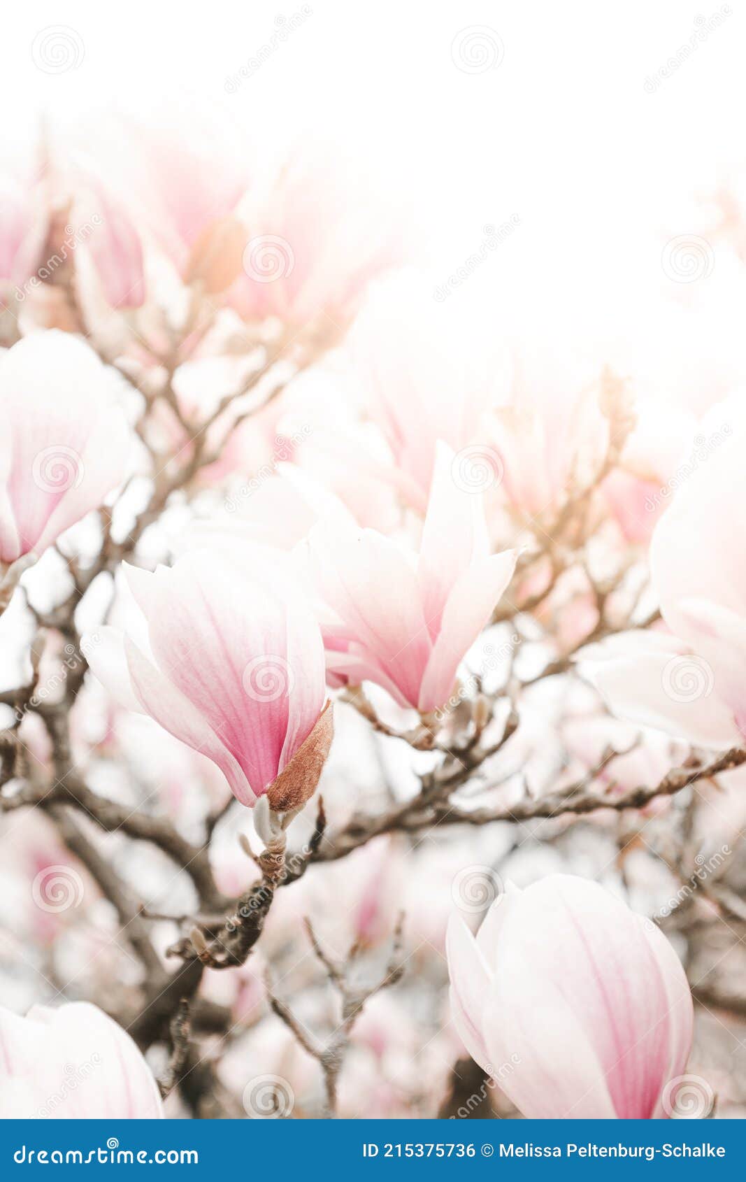 Blossoming Magnolia Tree stock photo. Image of flowers - 215375736
