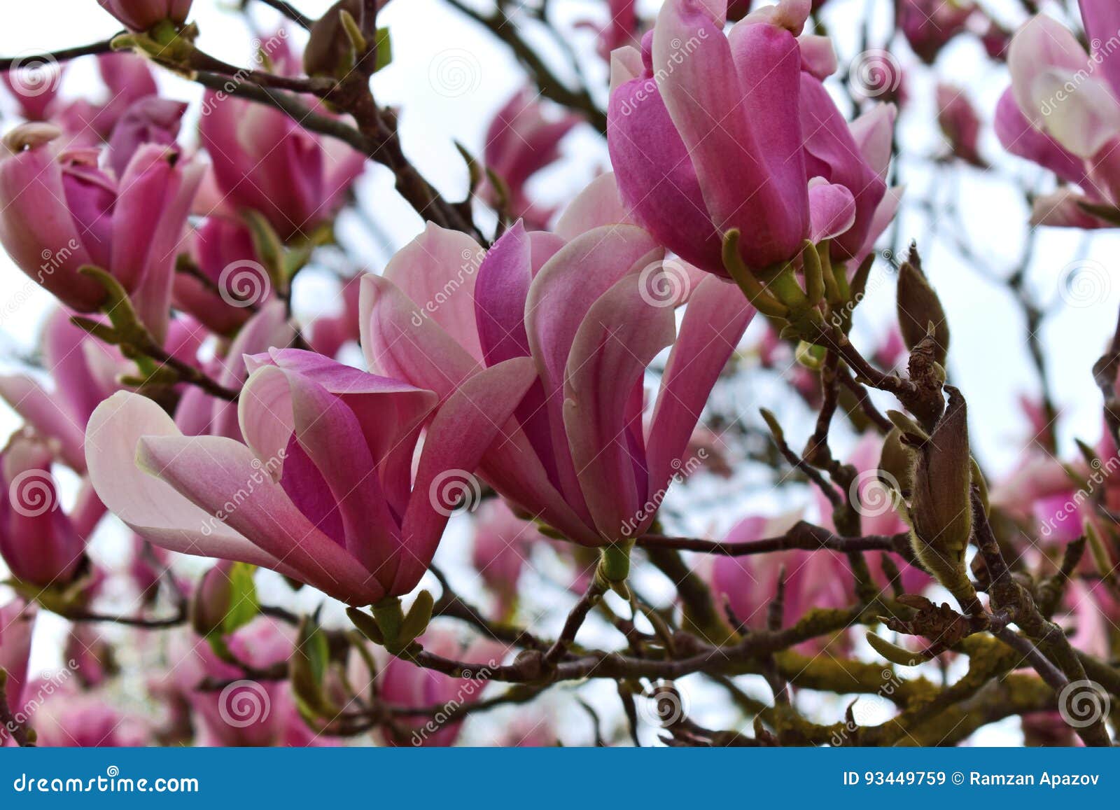 Blossoming Magnolia tree. stock image. Image of garden - 93449759