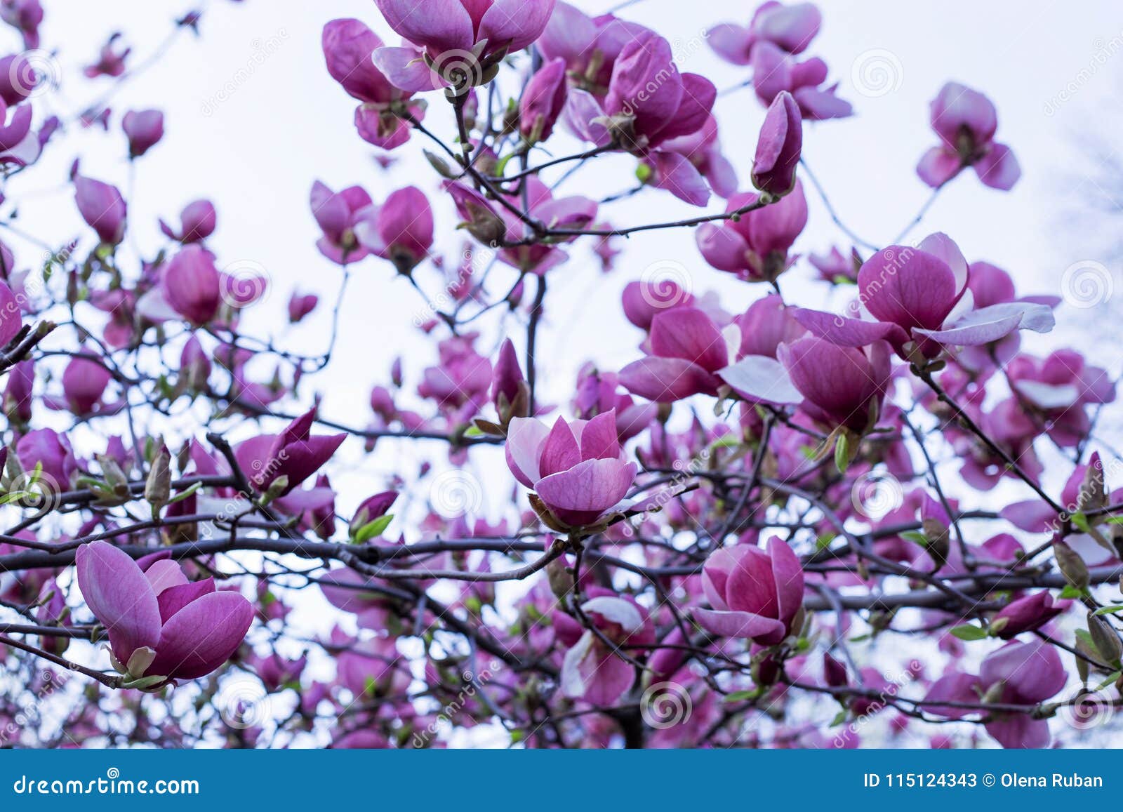 Blossoming Magnolia on the Tree Stock Image - Image of macro, green ...