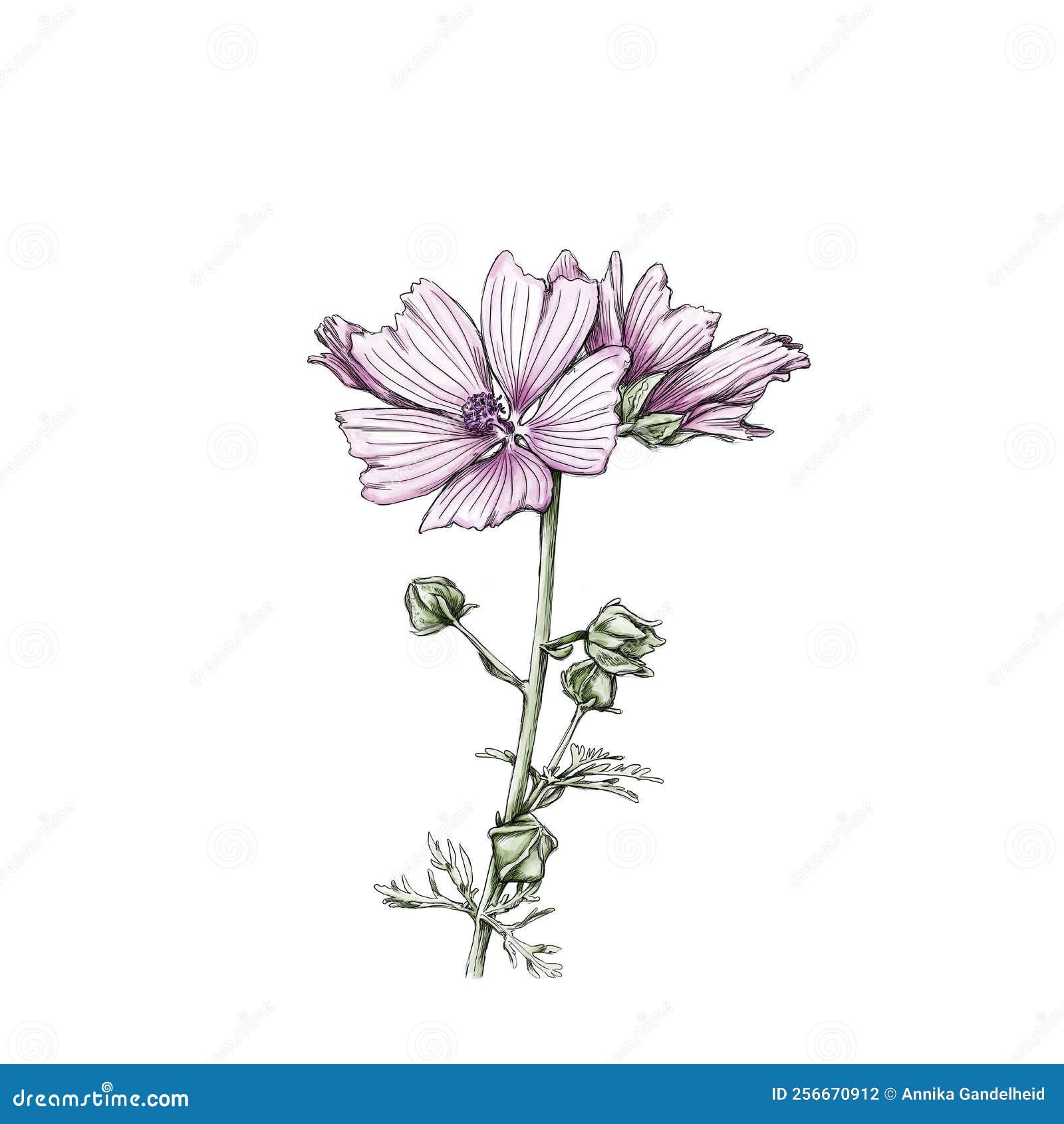 Blossoming mallow in pink stock illustration. Illustration of nature ...