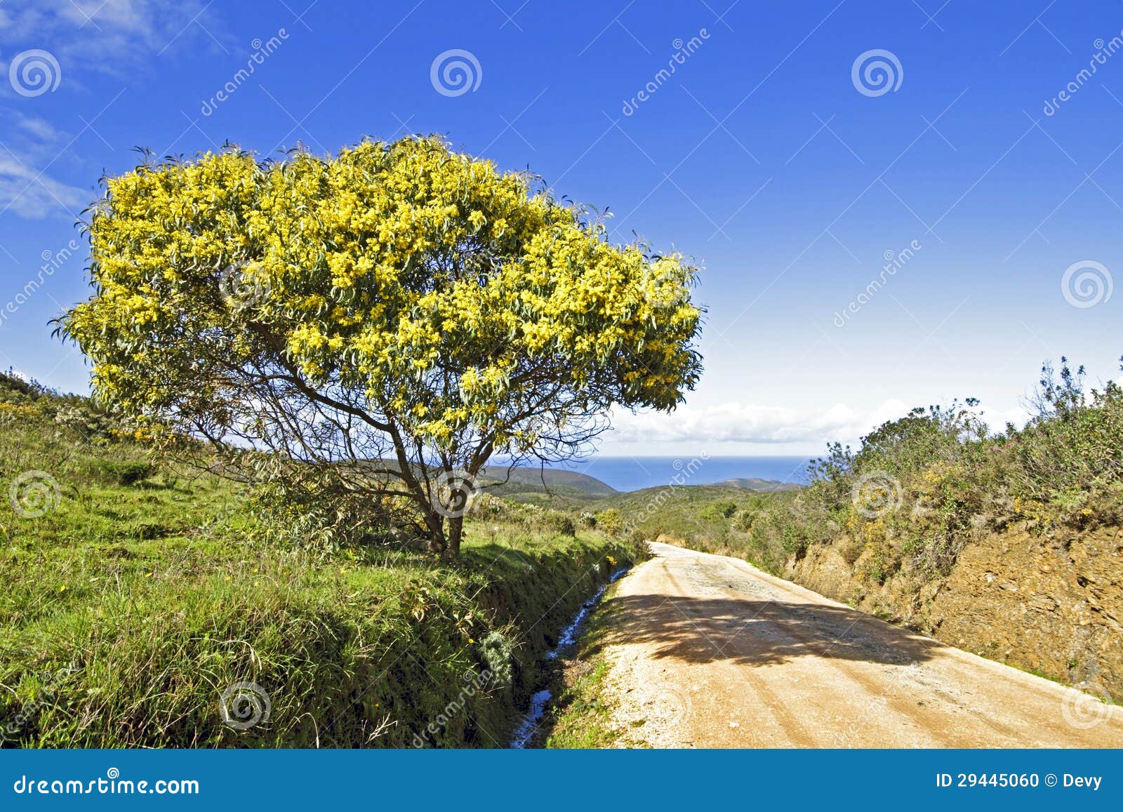 Mimosa Tree Or Silk Tree - Albizia Julibrissin - View Of Green Leaves ...