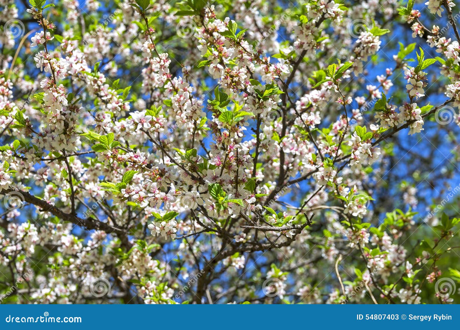 Blossoming nanking cherry stock image. Image of flowering - 54807403