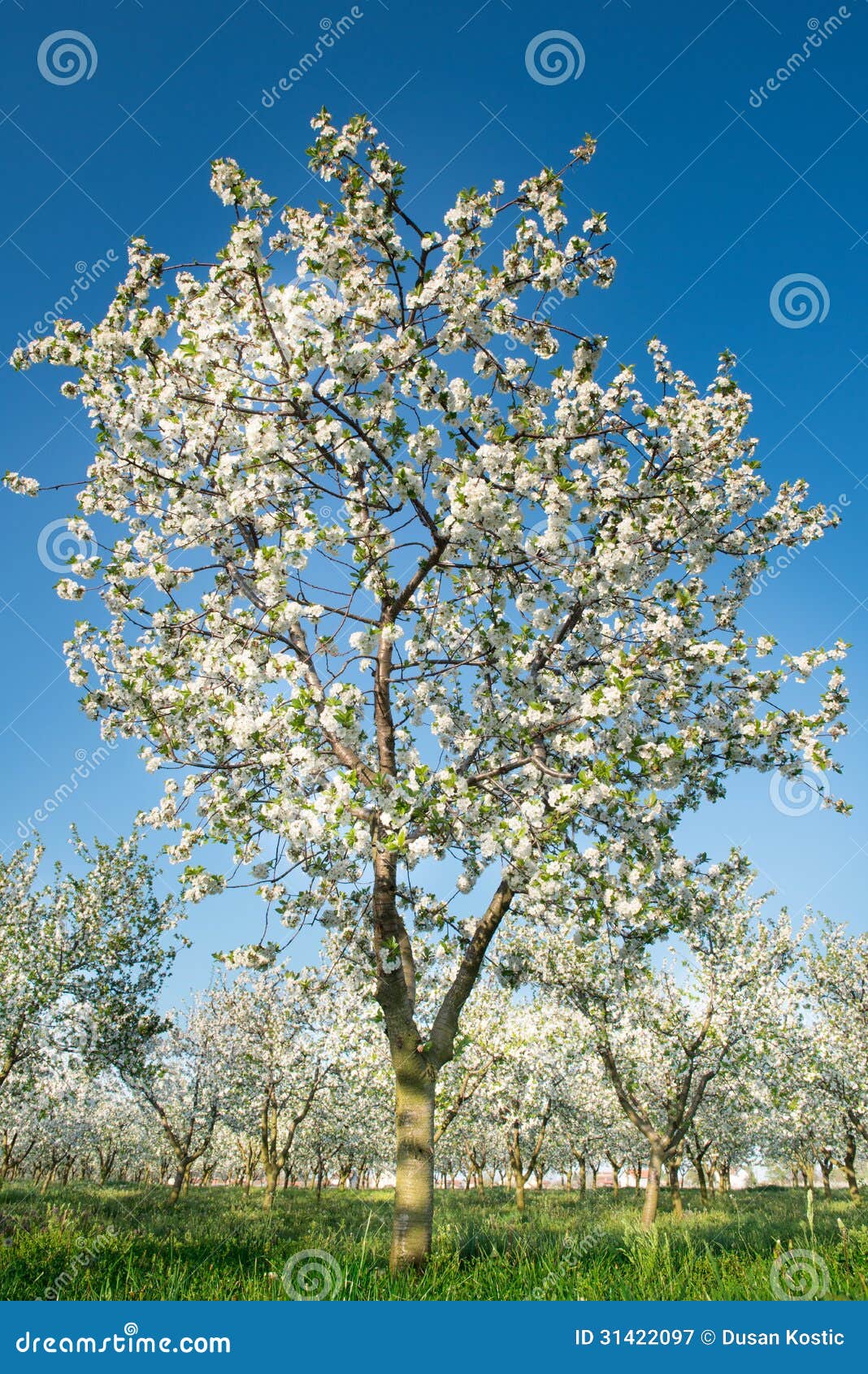 Blossoming Orchard in Spring Stock Image - Image of petal, freshness ...