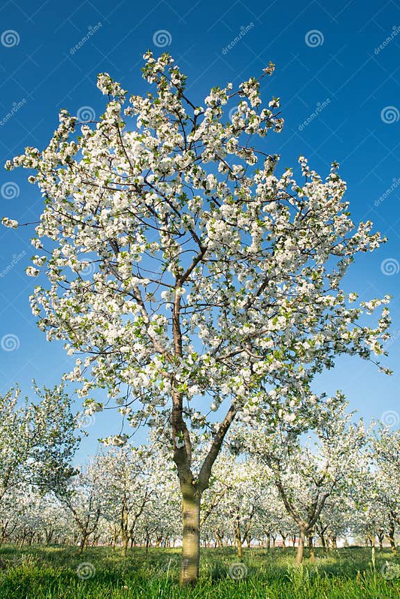 Blossoming Orchard in Spring Stock Image - Image of petal, freshness ...