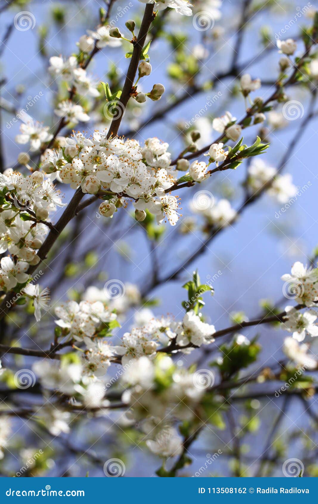 Blossoming Orchard in the Spring. Blooming Plum Orchard Tree on a Blue ...