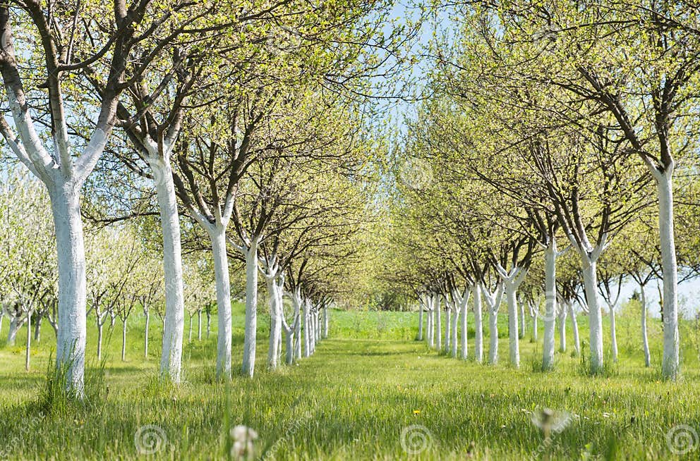 Blossoming Orchard in Spring Stock Image - Image of cultivated, stem ...