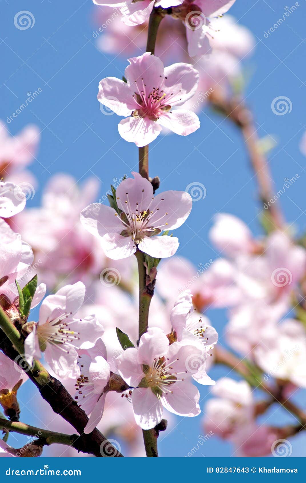 Blossoming peach. Spring stock image. Image of apple - 82847643