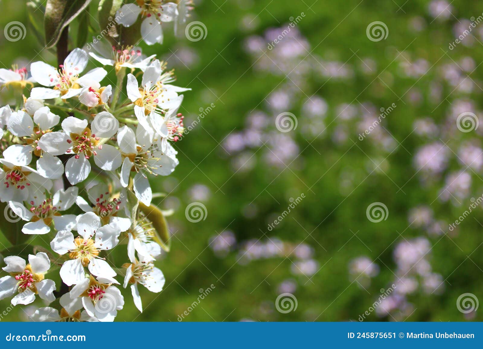 Blossoming pear tree stock image. Image of blossoms - 245875651