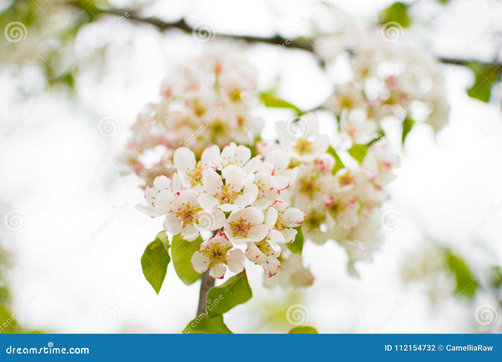 A Blossoming Pear Tree in Springtime. Delicate Flowering and the Heady ...