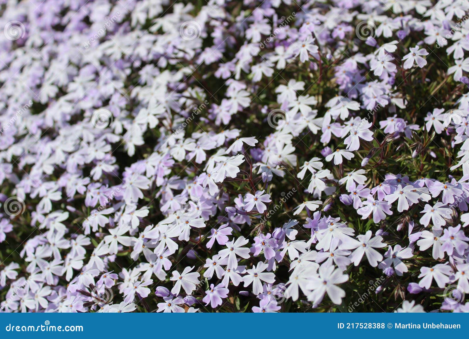 Blossoming Phlox Flowers. Stock Photography | CartoonDealer.com #98868896
