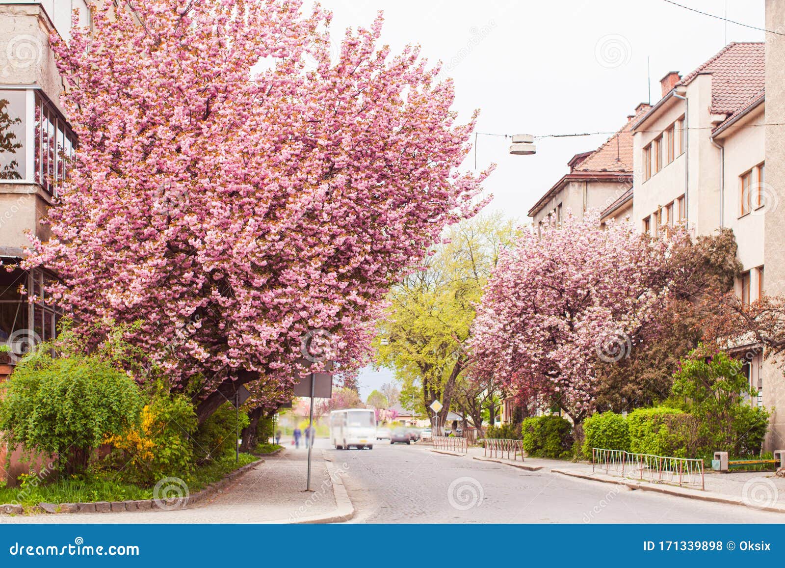 Blossoming Pink Sakura Trees on the Streets of City Stock Photo - Image ...