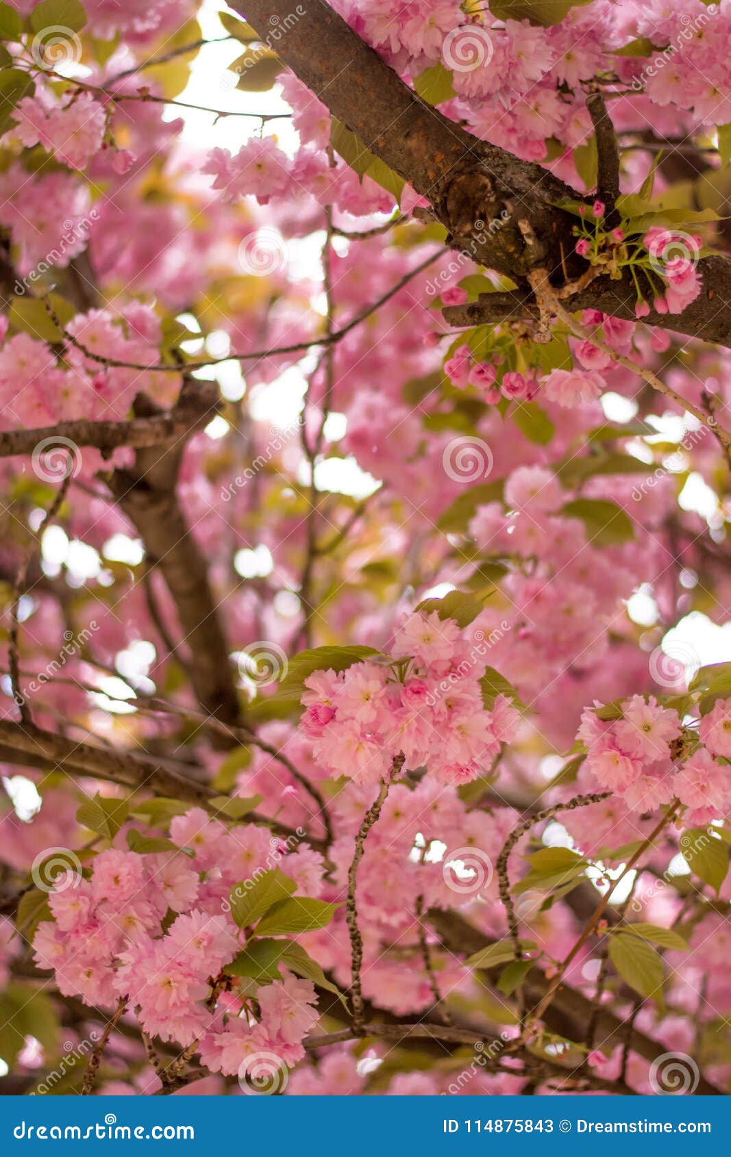 Blossoming pink tree stock image. Image of background - 114875843