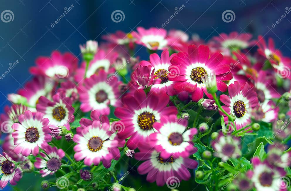 Blossoming plant stock image. Image of plant, nature, bright - 4465349