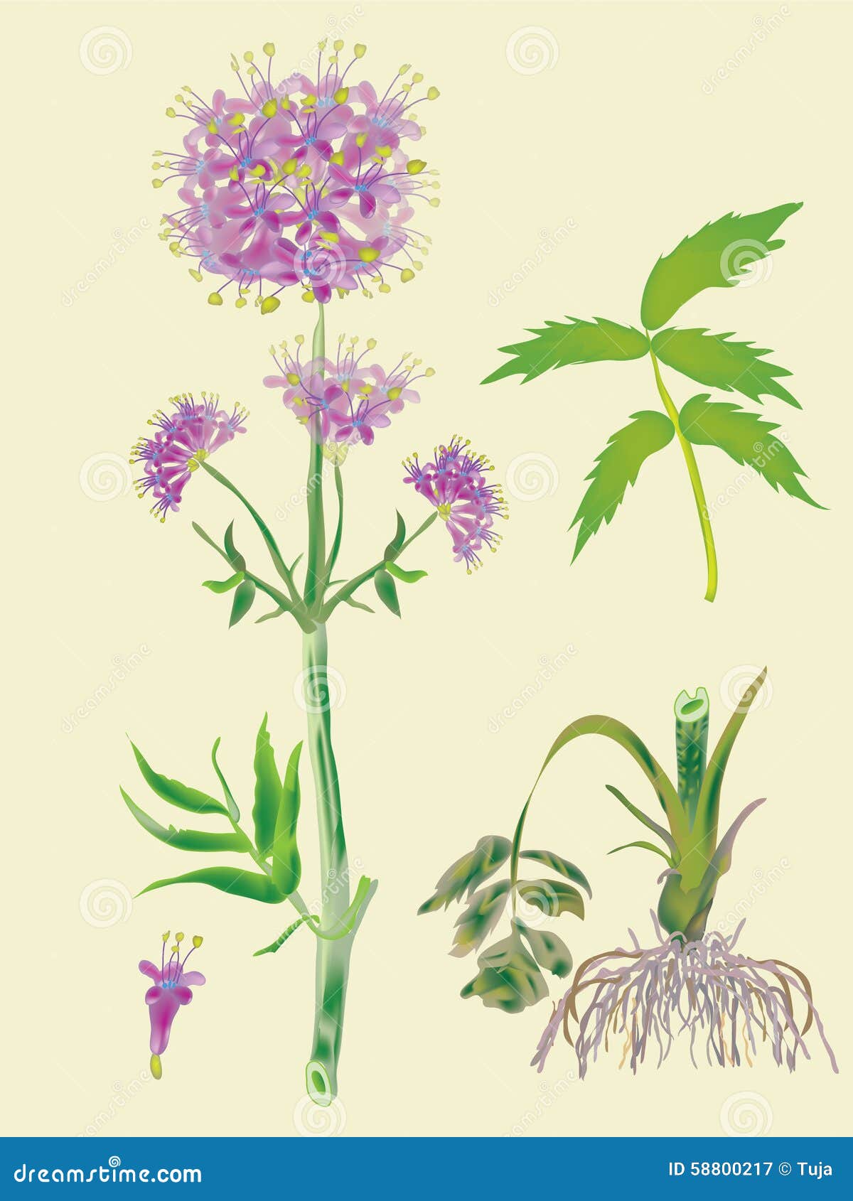 Blossoming Plant and Root of Officinal Valerian Stock Vector ...